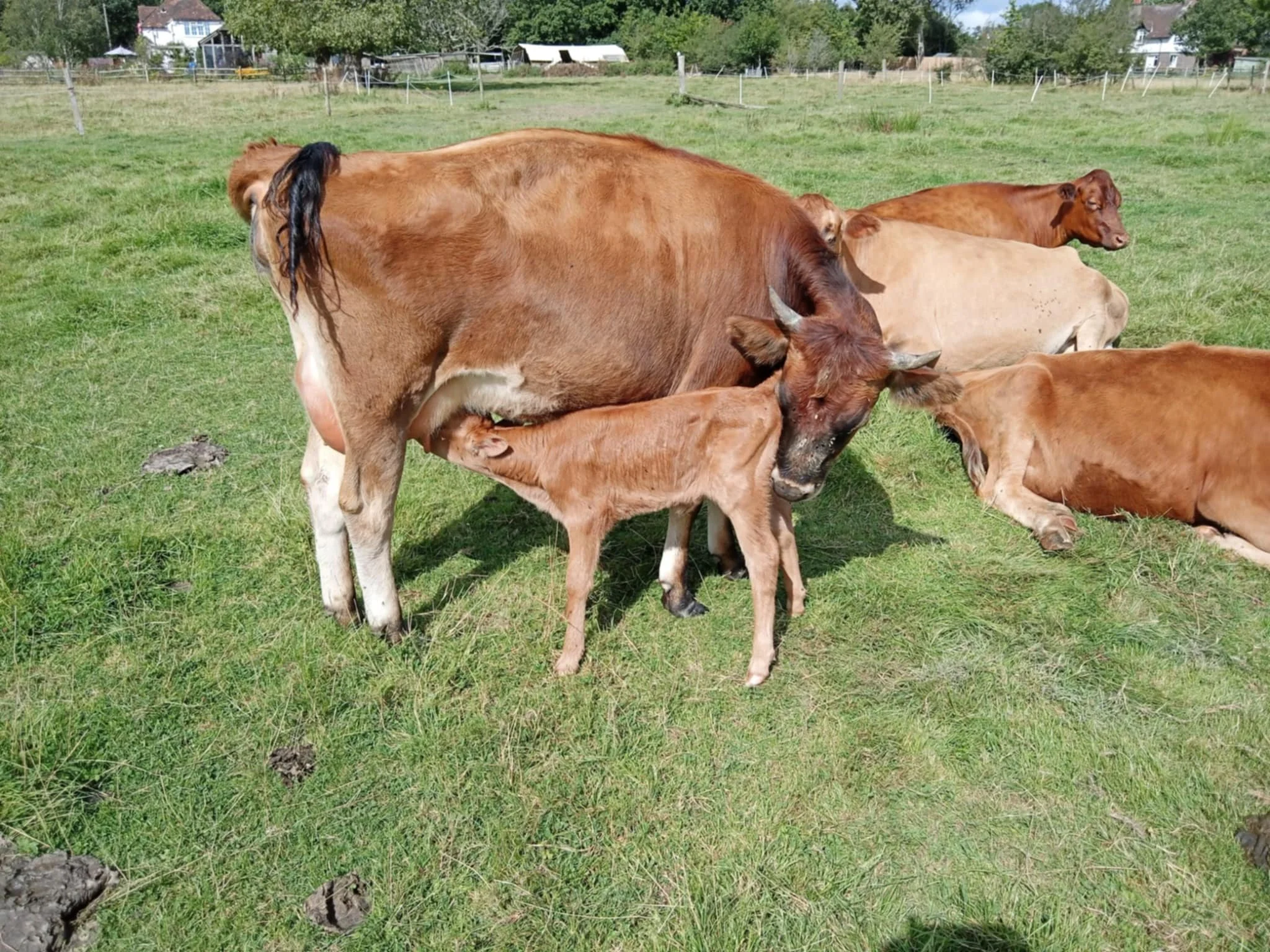 About Us — Little Haven Farm