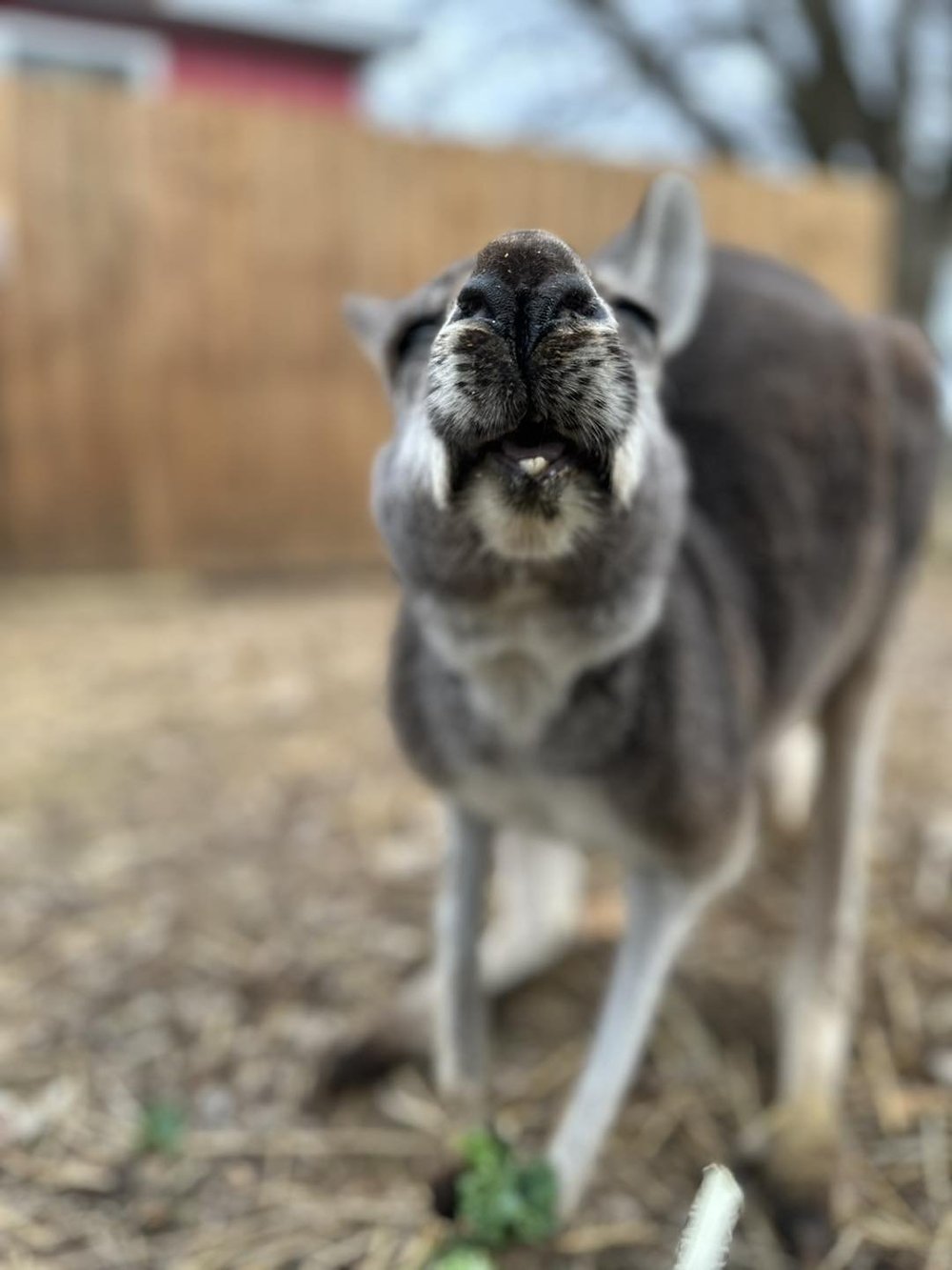 Paws & Claws Animal Encounters | Discover Wildlife Experiences – Book ...