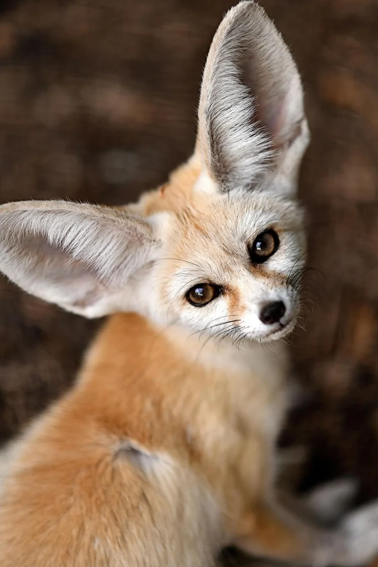 Paws & Claws Animal Encounters | Discover Wildlife Adventures Today