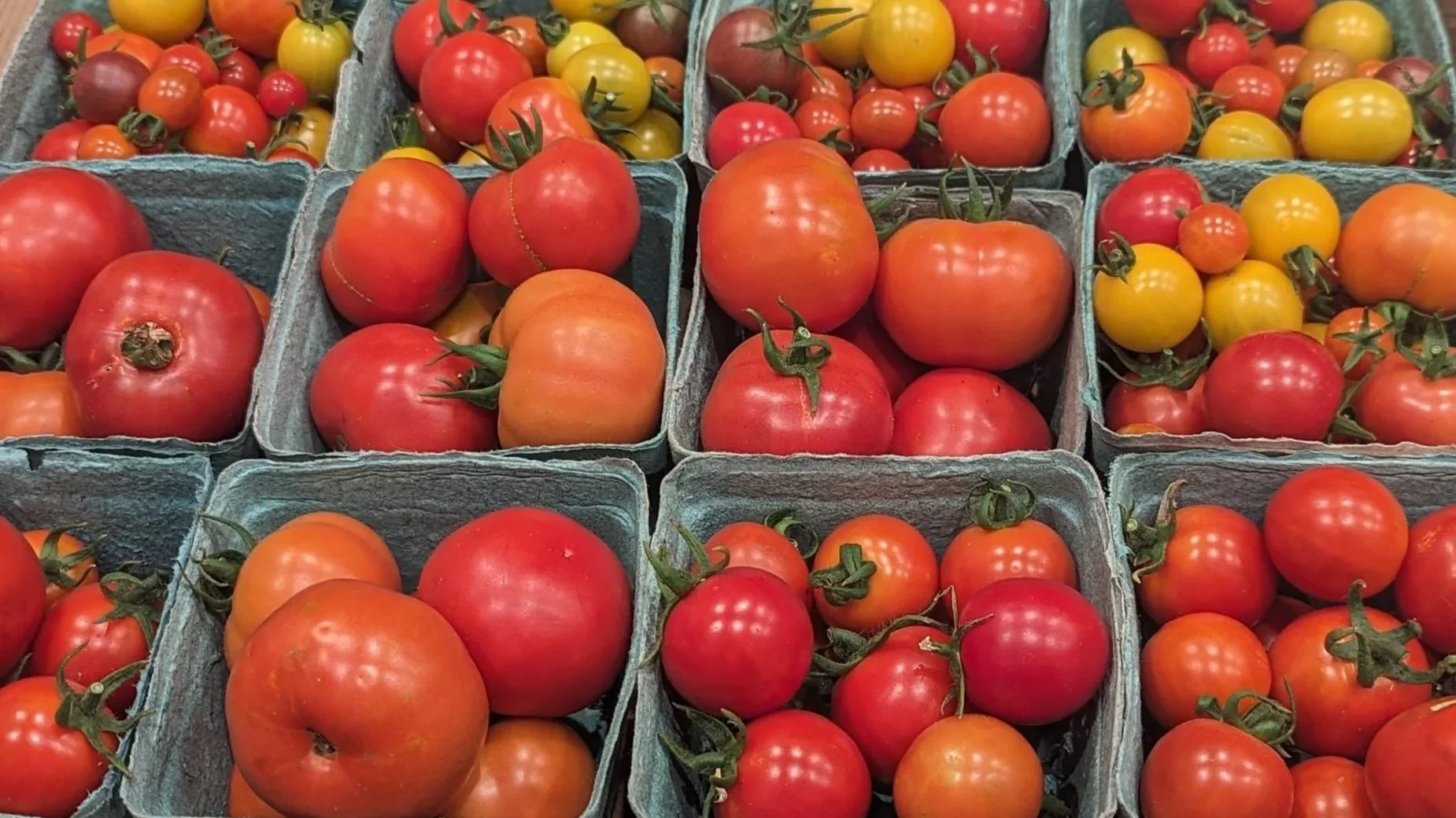 Tomato Growing Guide — Tempe Garden Girls