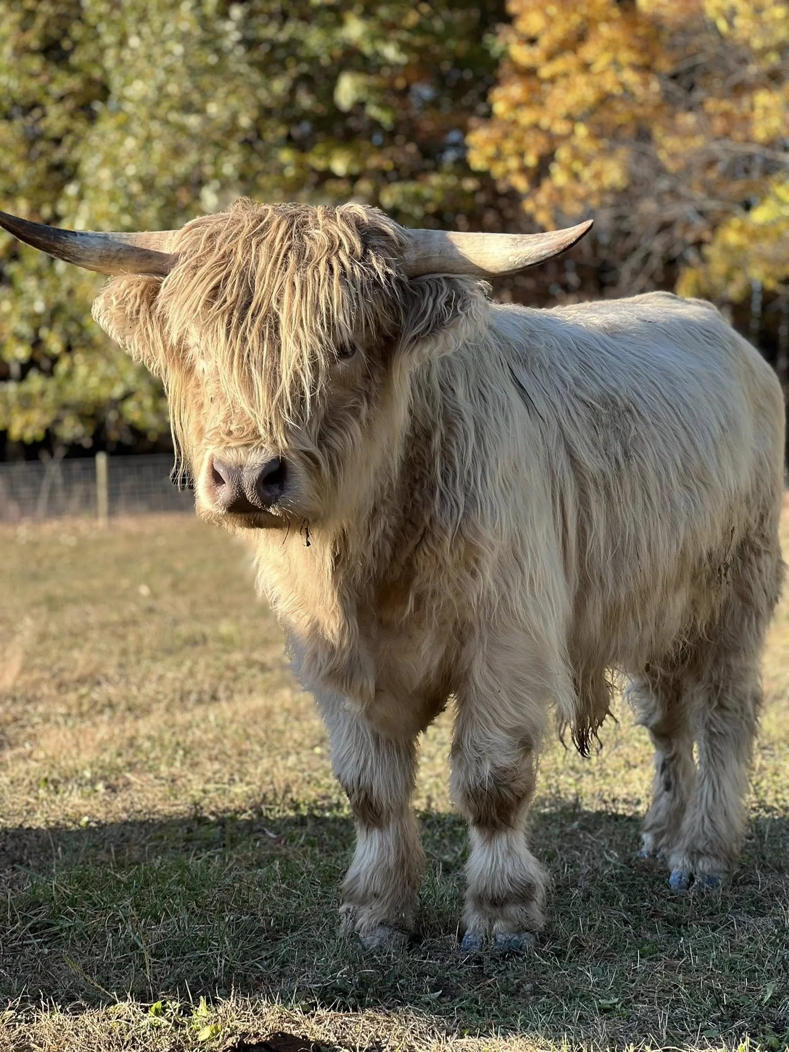 Mini Mitten Acres | Miniature Highland Cows