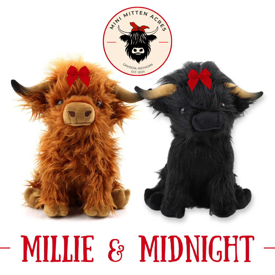 Mini Mitten Acres | Miniature Highland Cows