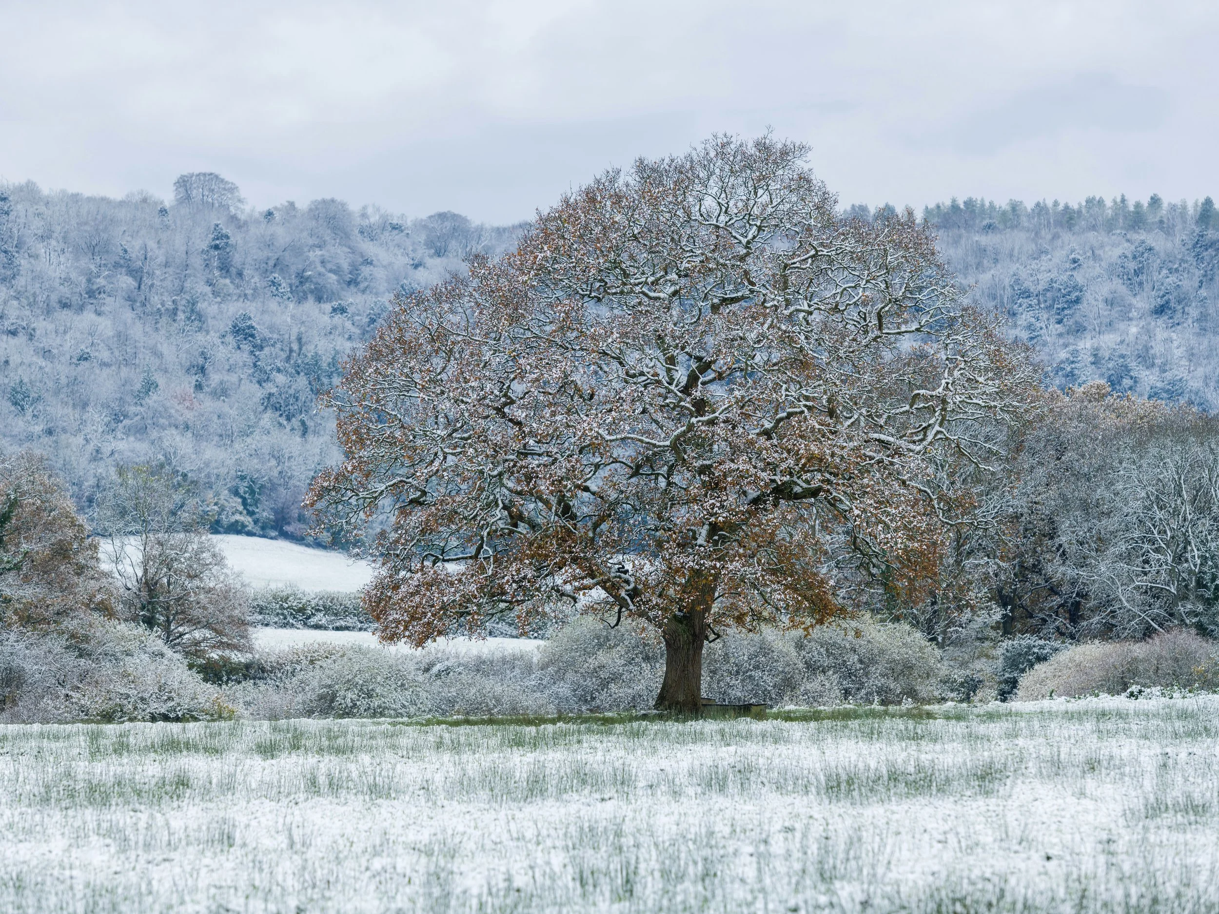 THE FESTIVE SEASON — The Woodcote - Lodge and Restaurant - Graffham ...