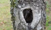 What Causes Cavities In Trees? — Longhorn Tree Services