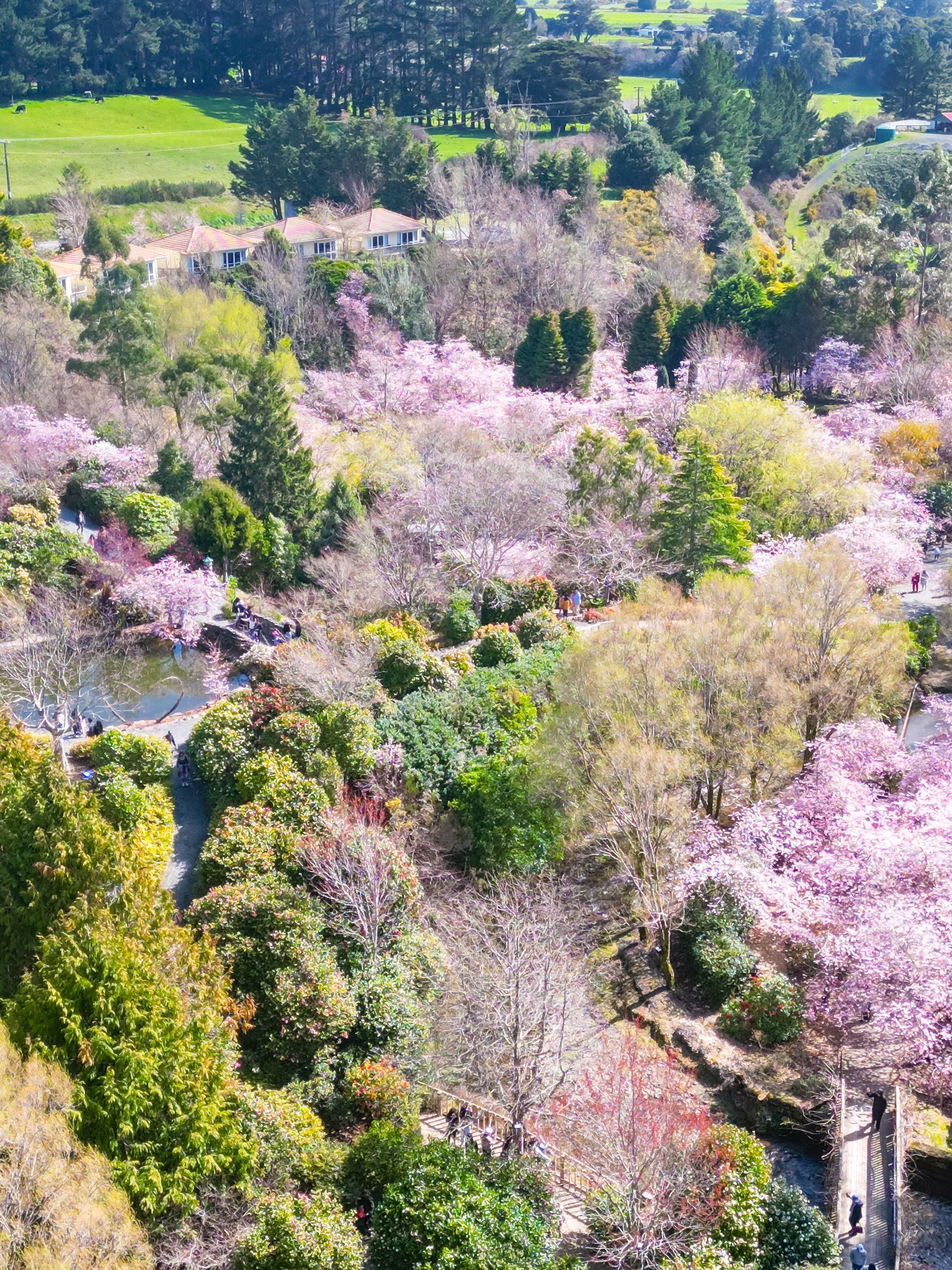 Blossom Valley Blossom Valley is Wellingtons annual cherry blossom festival
