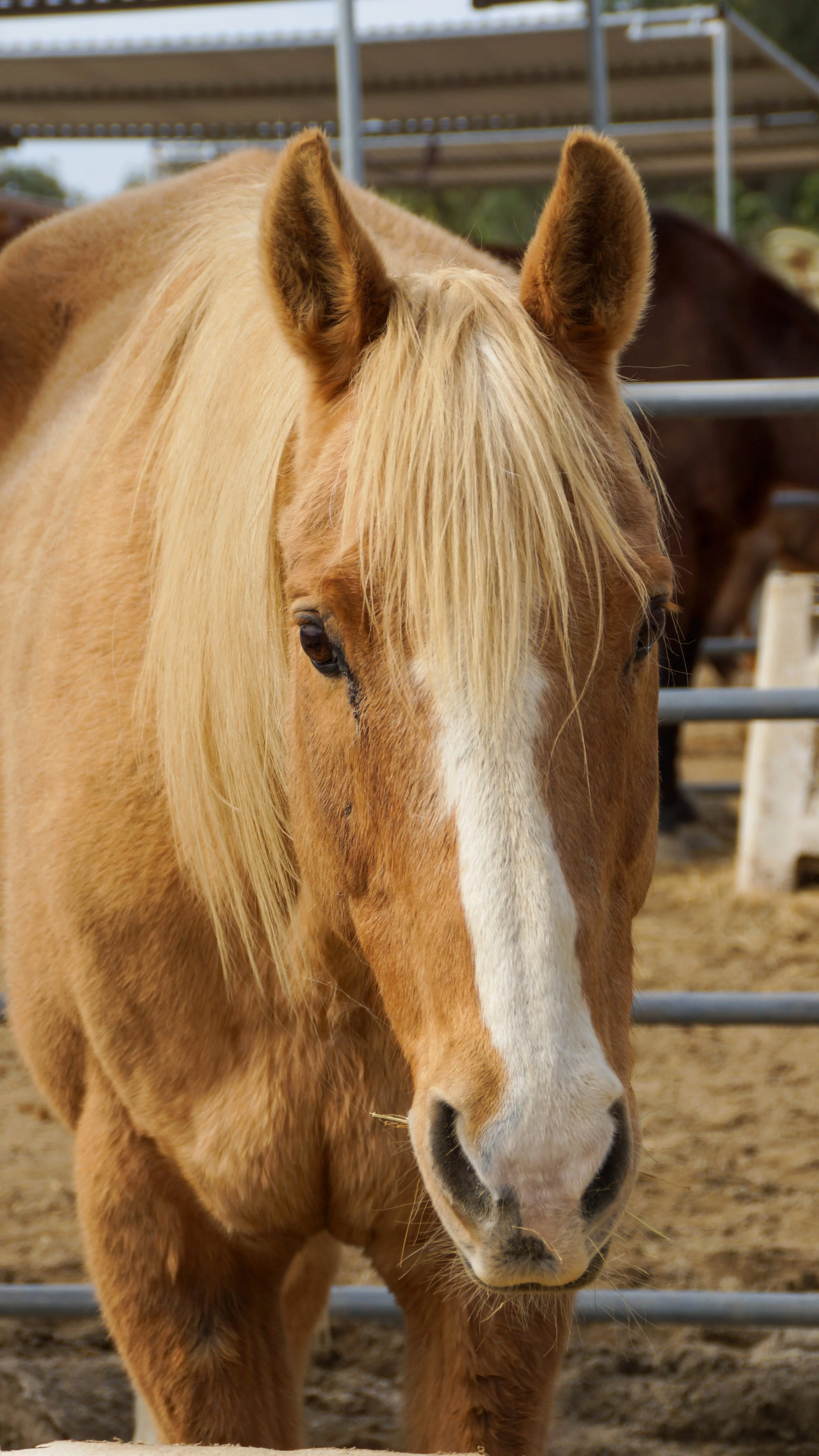 Prancers Farm | Discover Fresh Farm Fun!