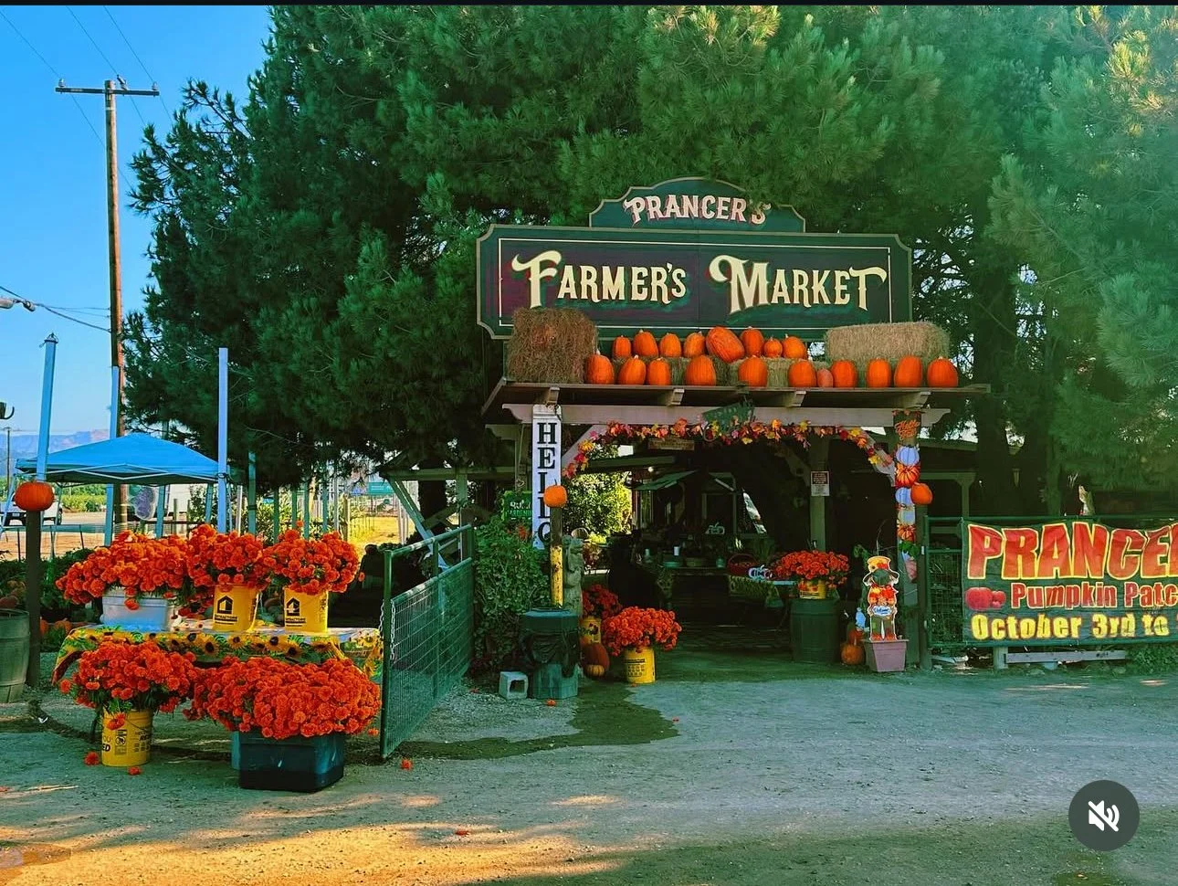Prancers Farm | Discover Fresh Farm Fun!