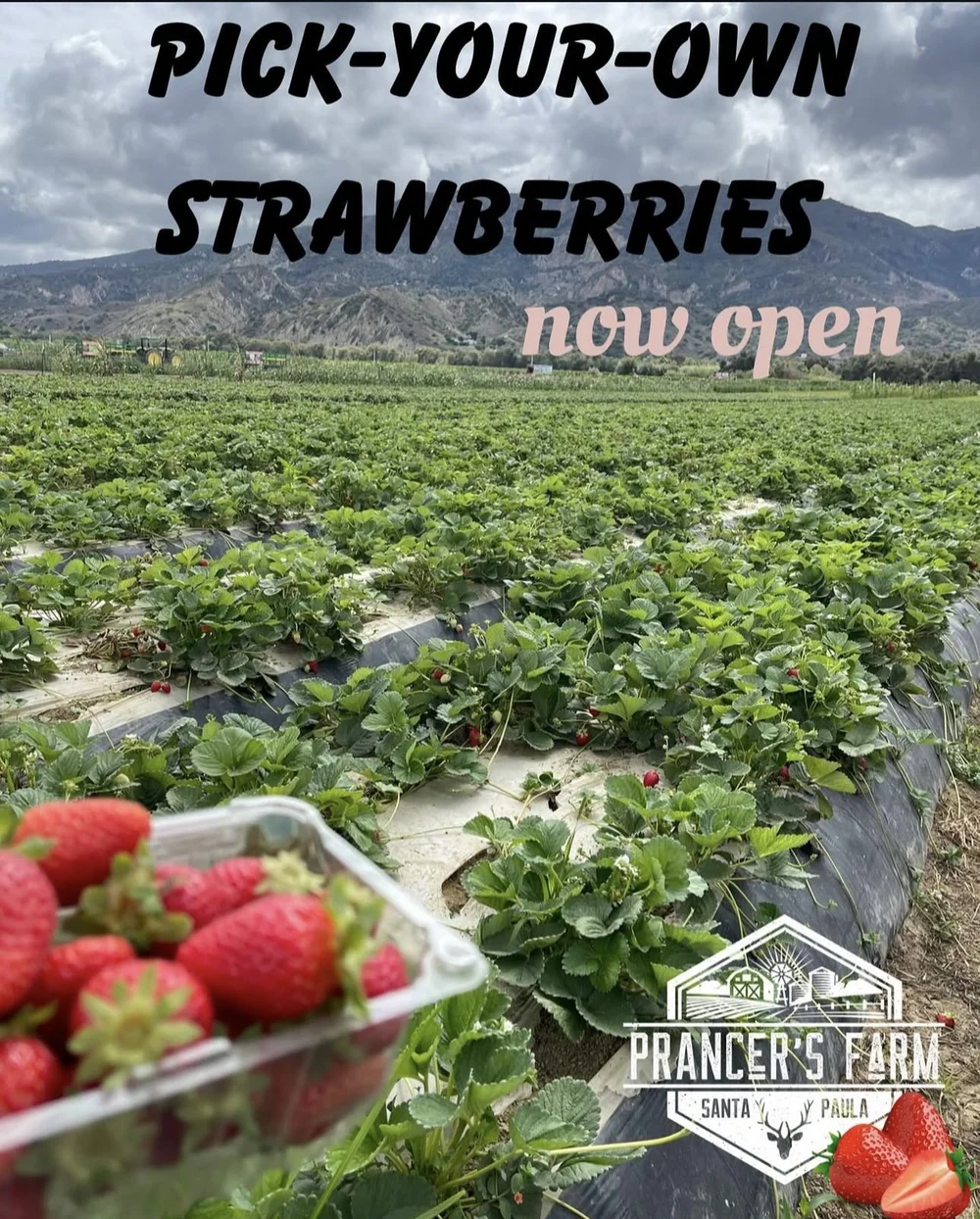 Prancers Farm | Discover Fresh Farm Fun!