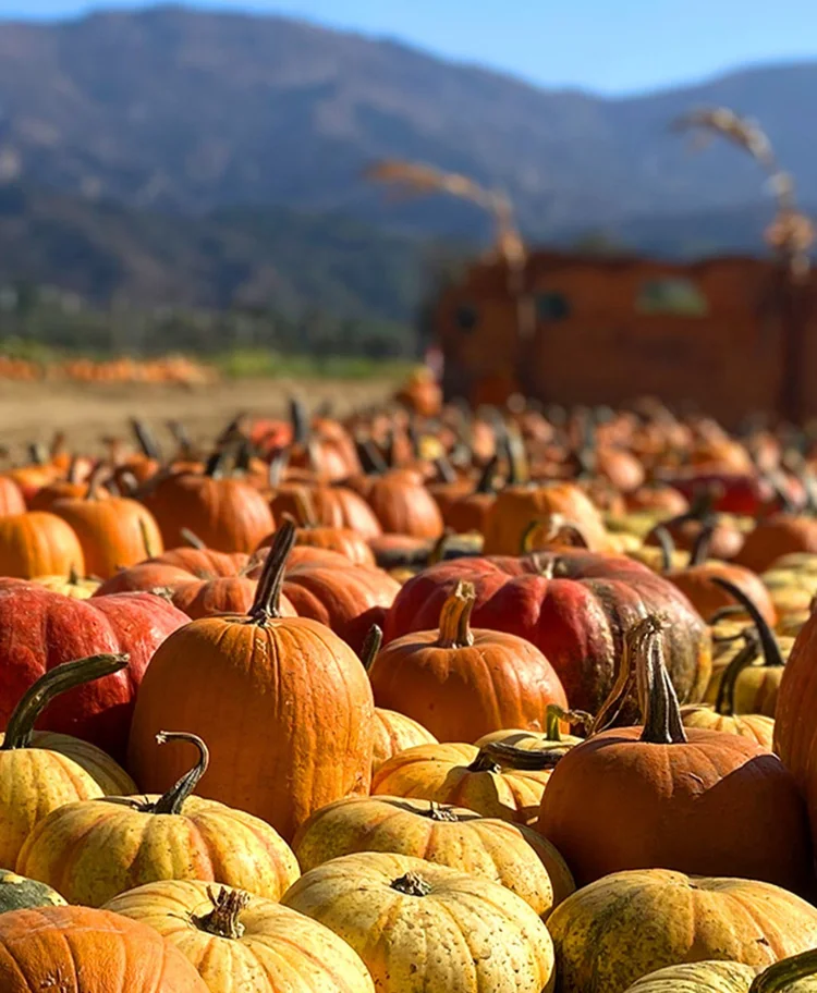 Prancers Farm | Discover Fresh Farm Fun!