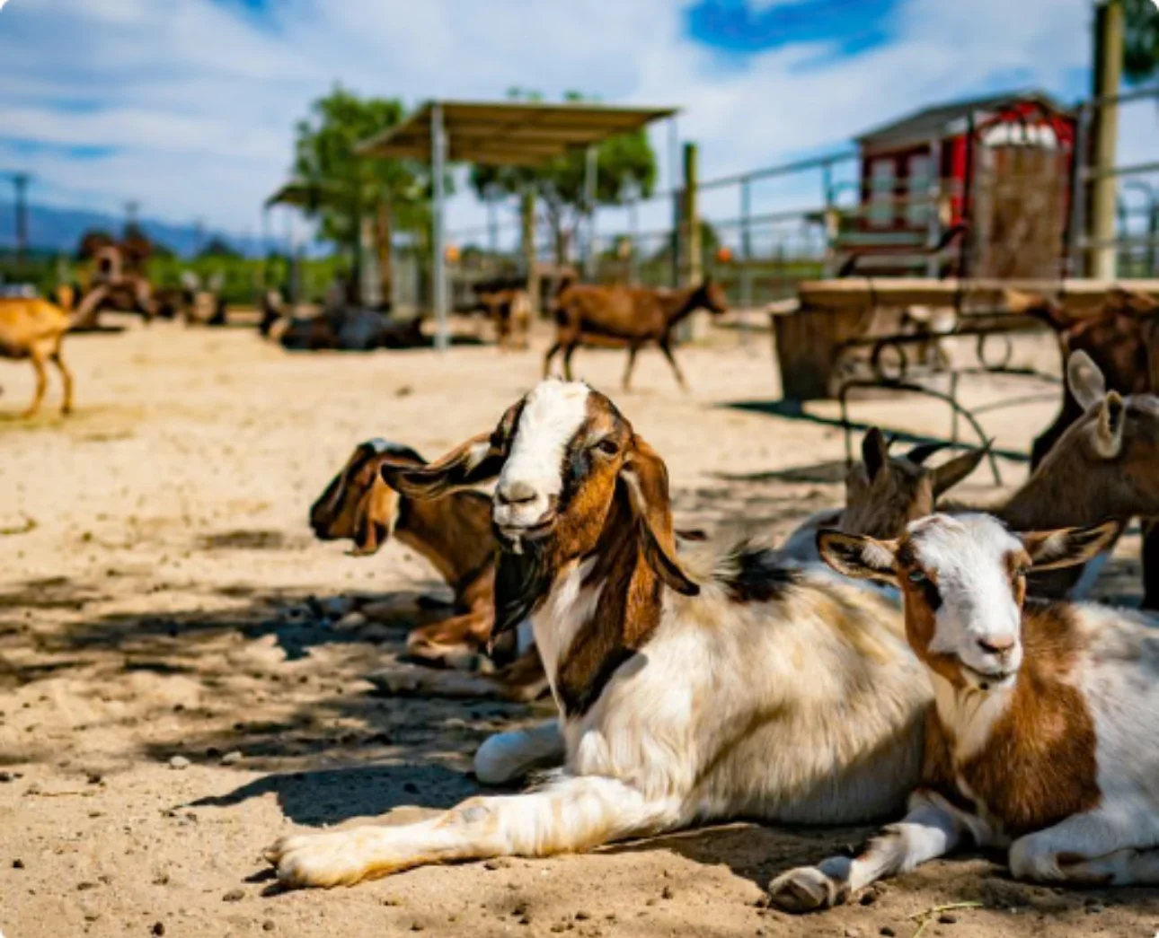 Prancers Farm | Discover Fresh Farm Fun!