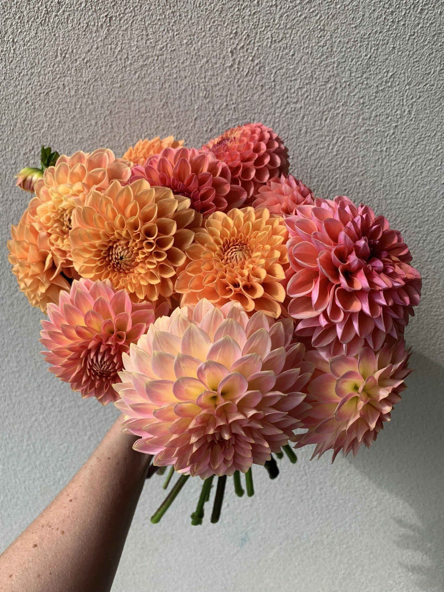 Our Story — Meadow Flower Co. Central Hawkes Bay Farmer/Florist