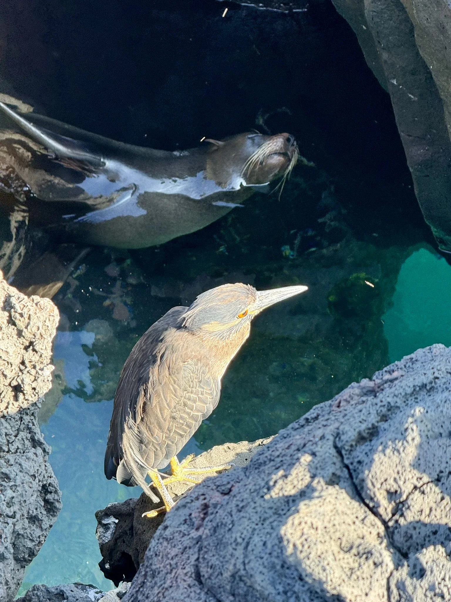 The Ultimate Galápagos Wildlife Guide: Meet the Incredible Animals of ...