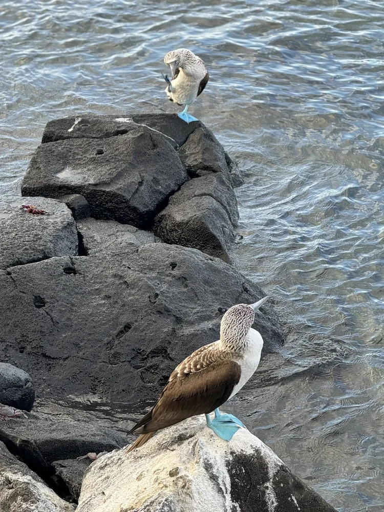 The Ultimate Galápagos Wildlife Guide: Meet the Incredible Animals of ...