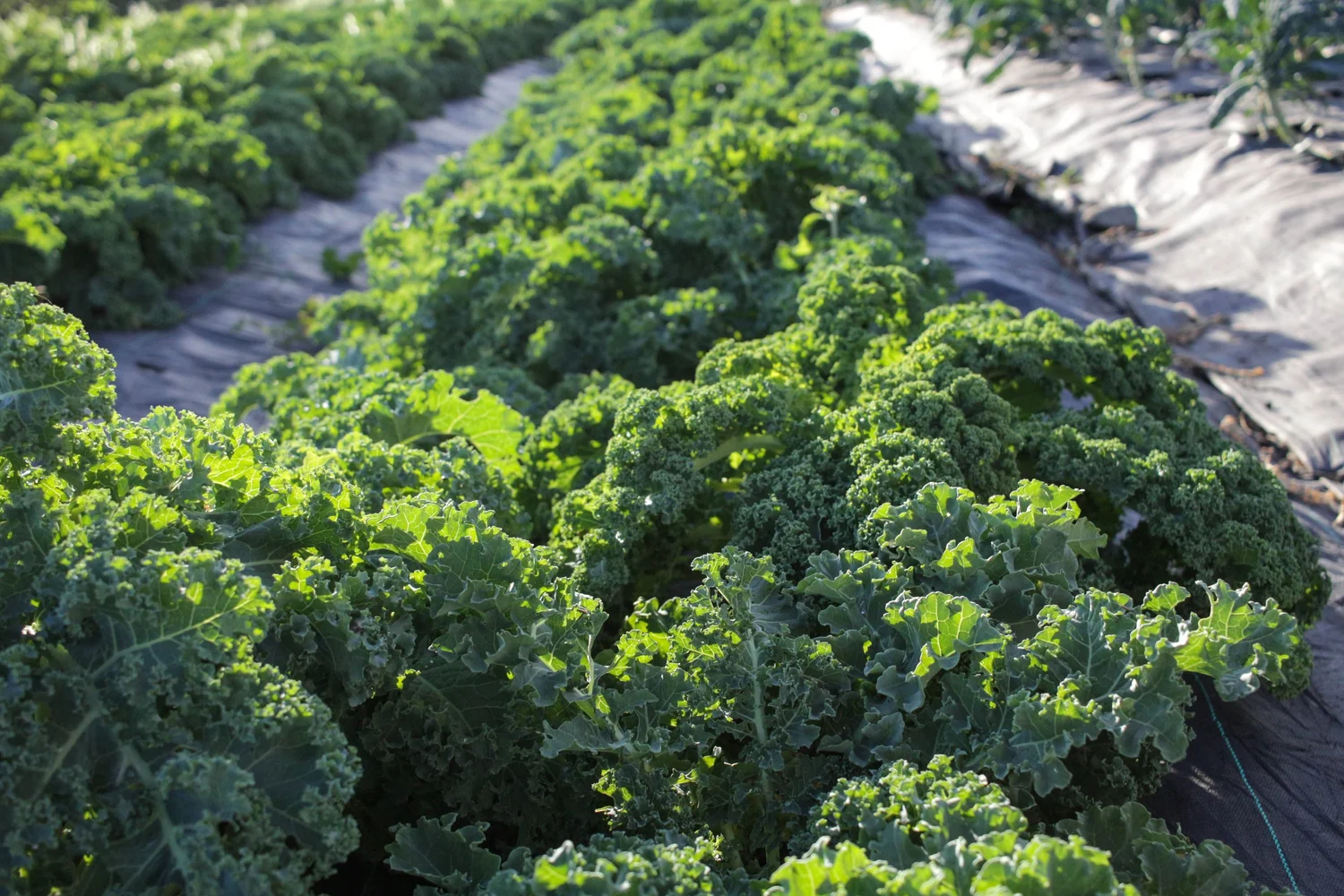 Da Bux — Hawaiʻi Good Food Alliance