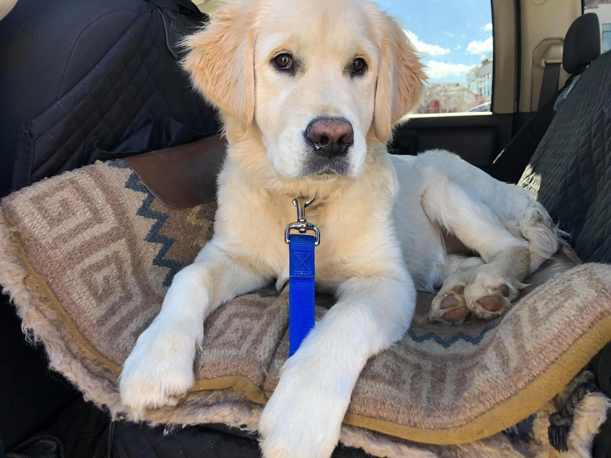 Mahogany Ridge: Your Dog's Learning Center