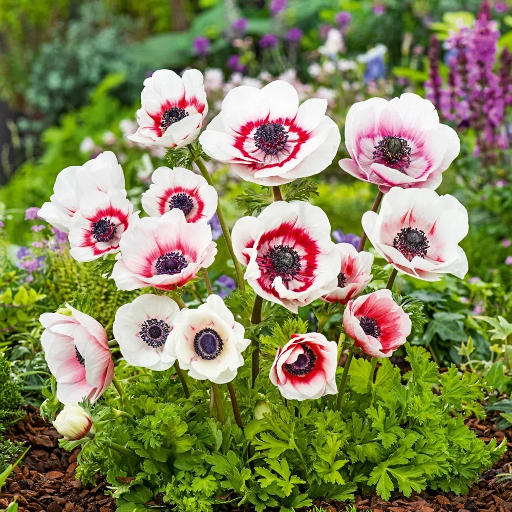 The Secret Language of Flowers — Lori Weitzner