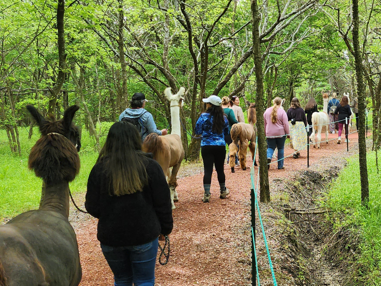 ShangriLllama | Book Your Llama Experience Today