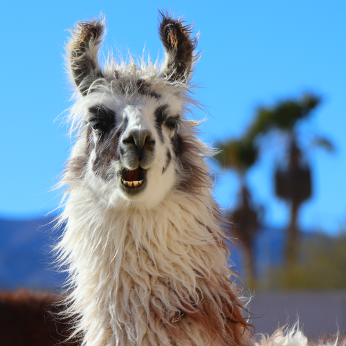 ShangriLllama | Book Your Llama Experience Today