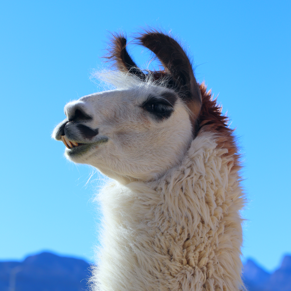 ShangriLllama | Book Your Llama Experience Today
