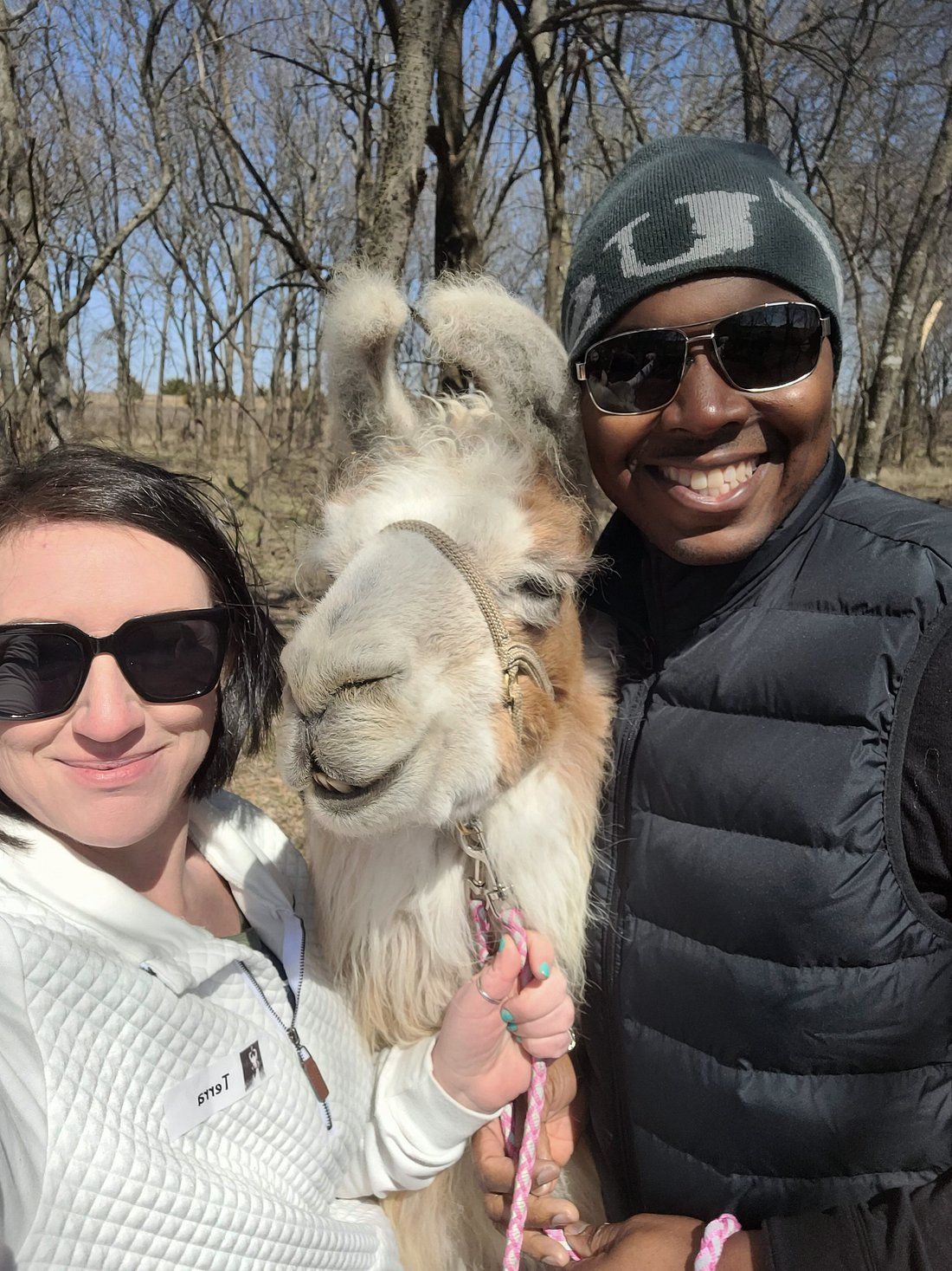 Llama Walks | Book Your Llama Adventure Today — ShangriLlama