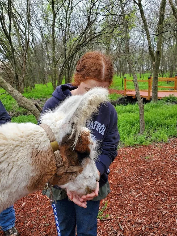 Llama Walks | Book Your Llama Adventure Today — ShangriLlama