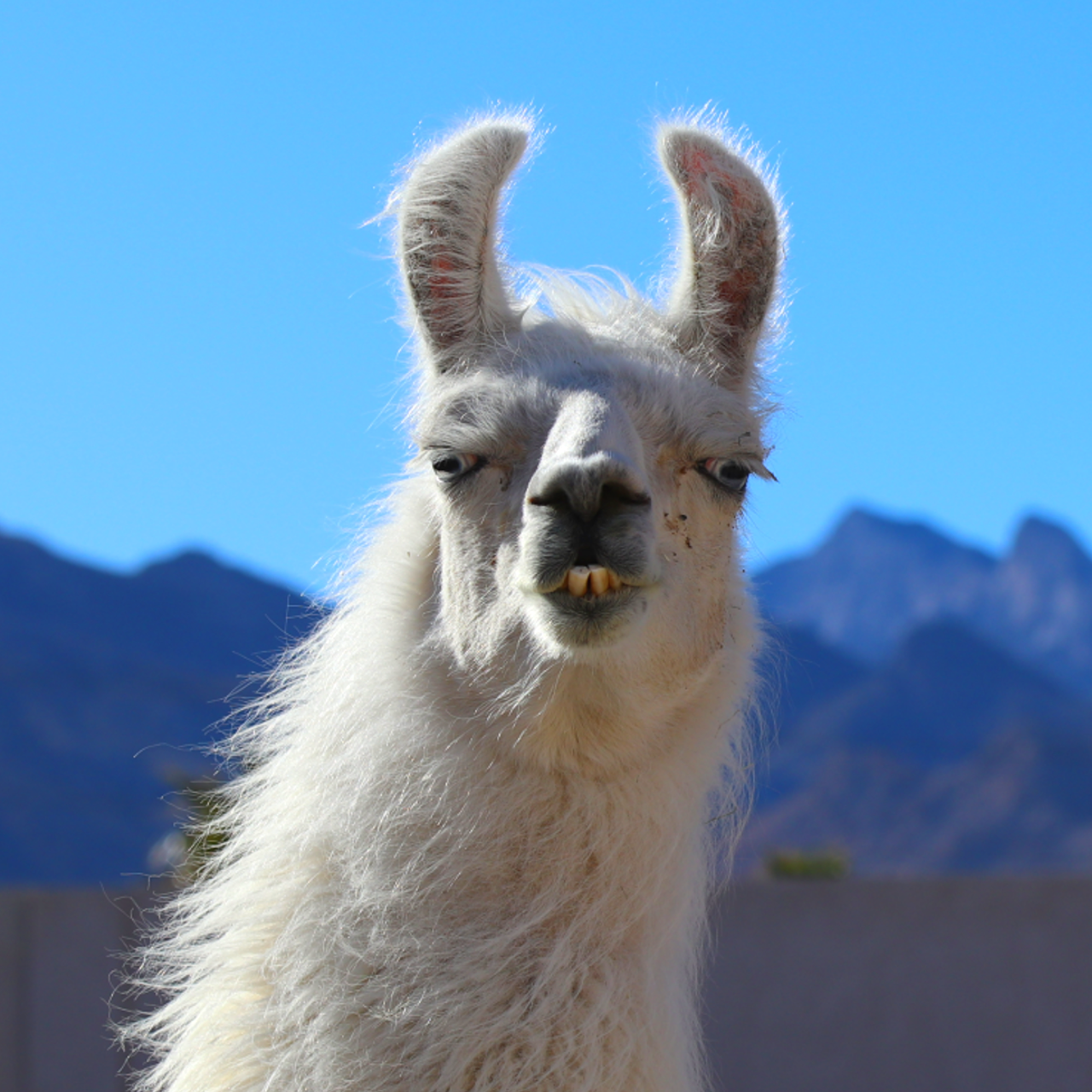 ShangriLllama | Book Your Llama Experience Today
