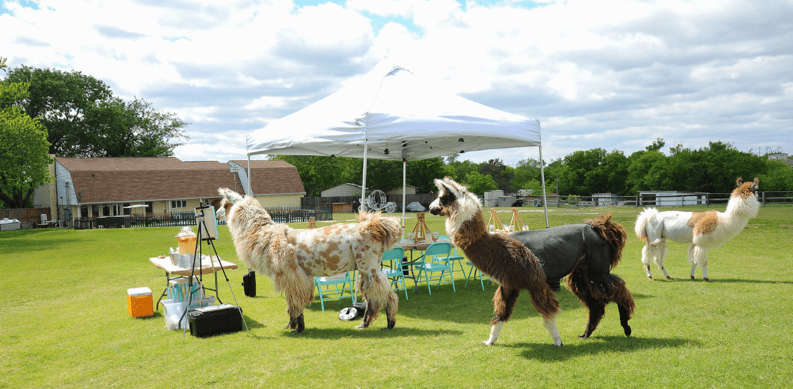 ShangriLllama | Book Your Llama Experience Today