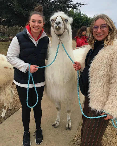 Llama Walks | Book Your Llama Adventure Today — ShangriLlama