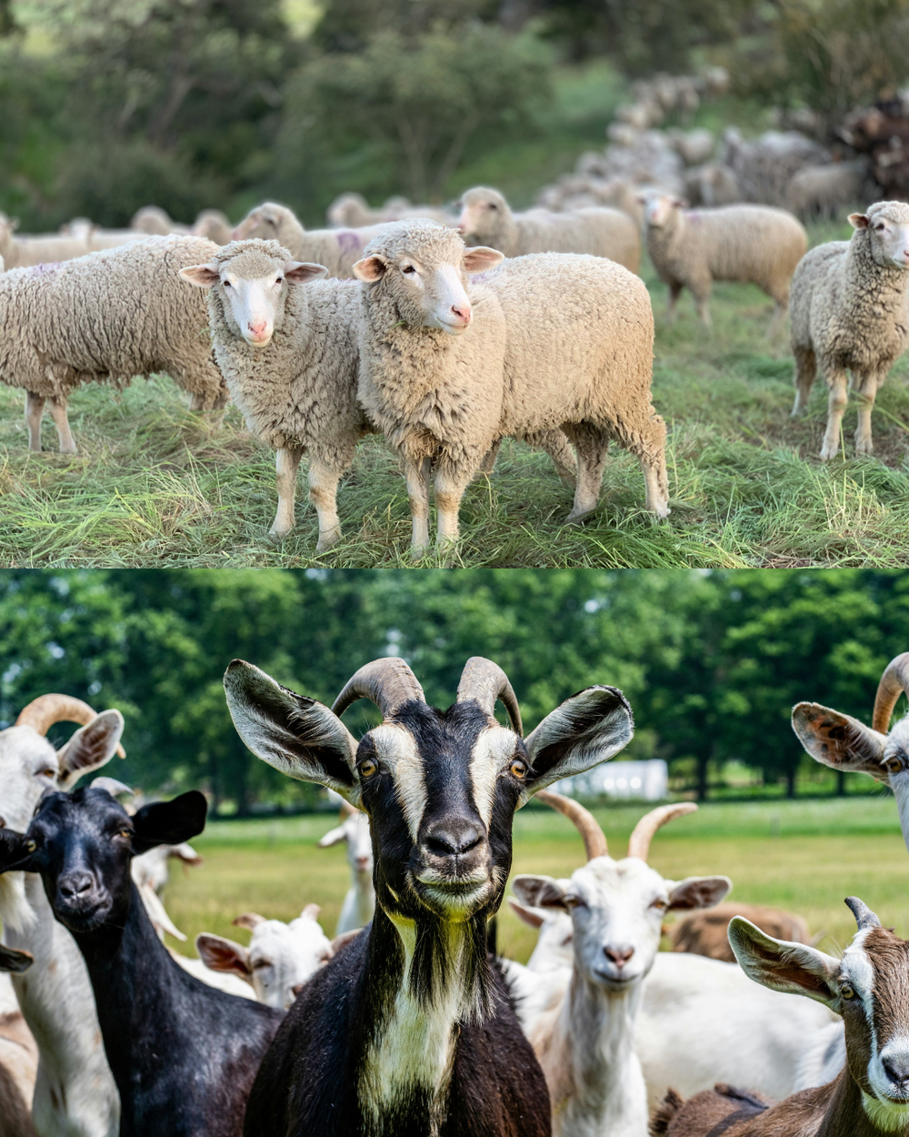 Sheep & Goats — Colfax Livestock Sales | Colfax Sale Barn