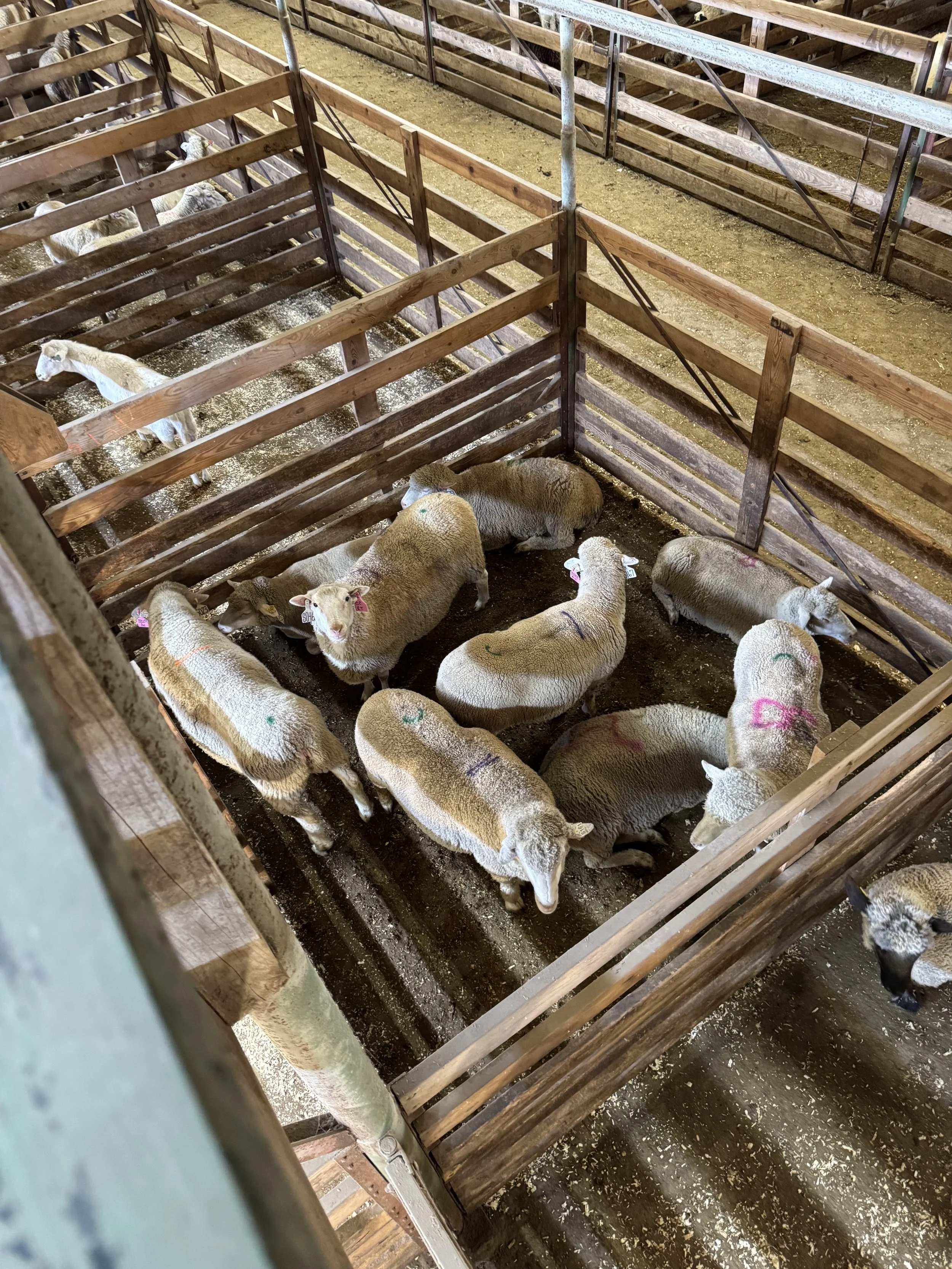 Overview — Colfax Livestock Sales | Colfax Sale Barn