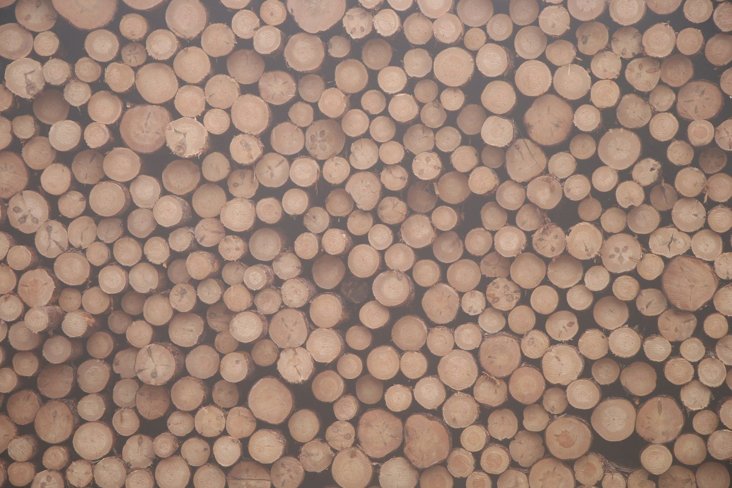 Primary Companies - Freight, Transportation, Products, Saw & Timber
