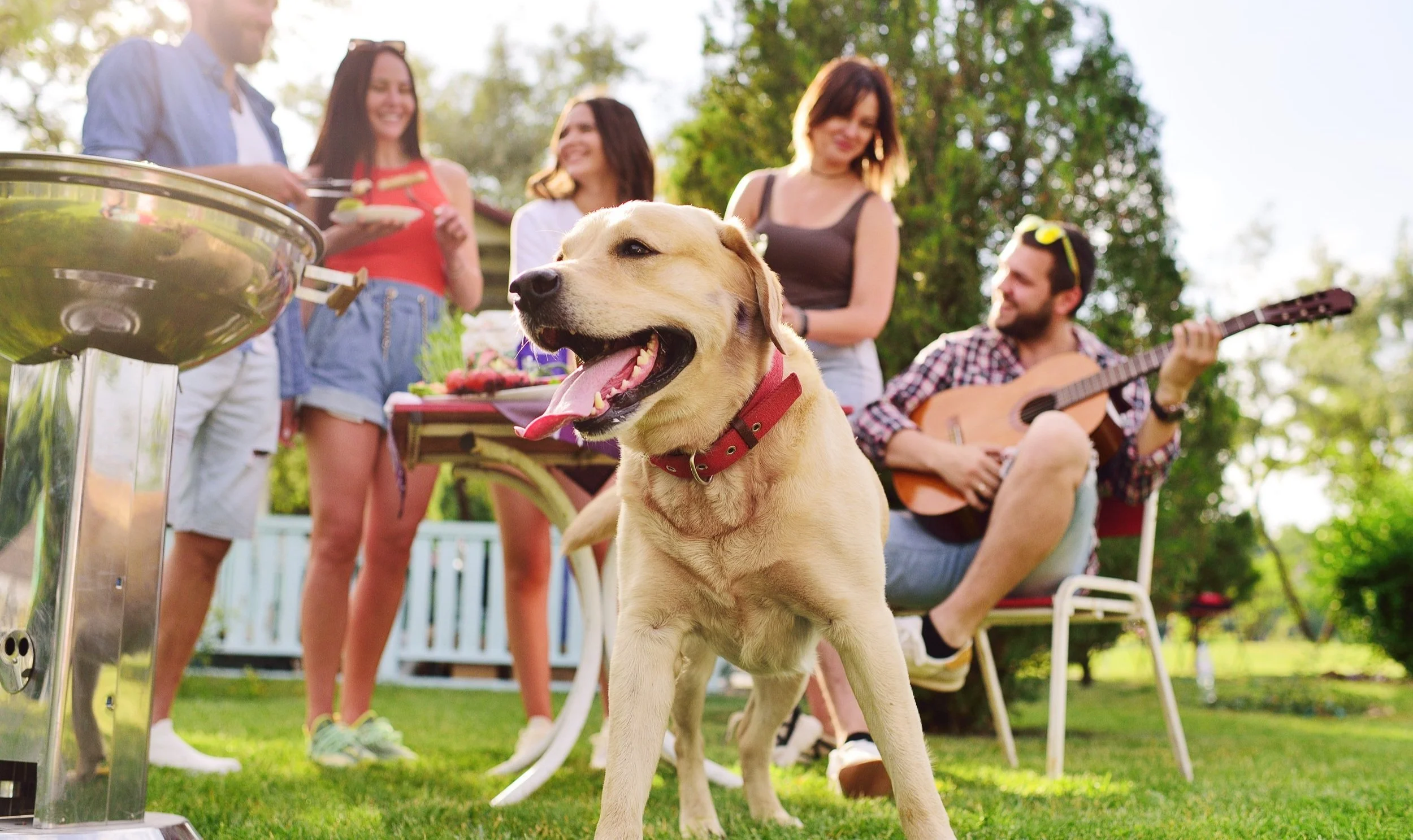 Dougie's Dog Bar | Explore & Socialize Now