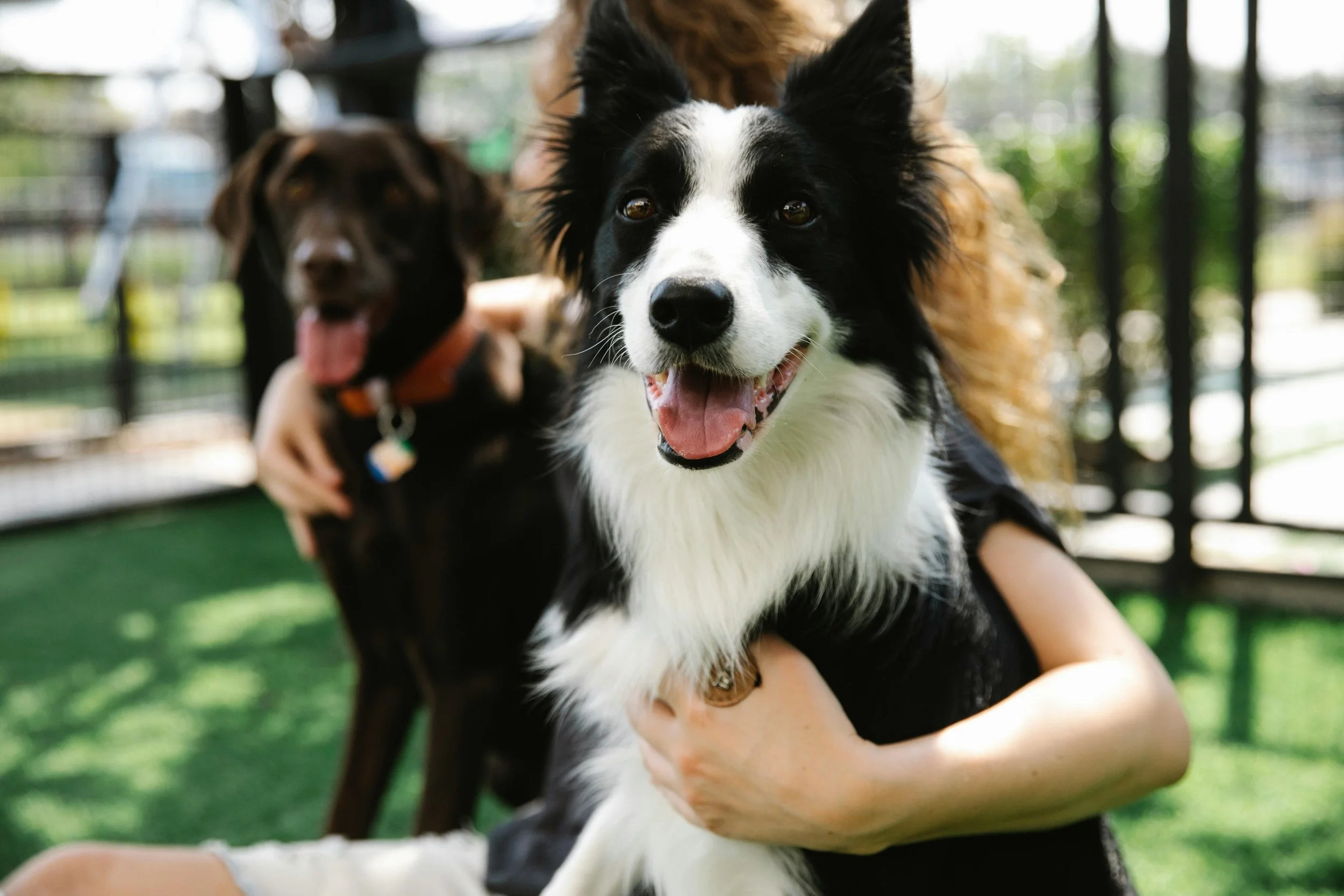 Dougie's Dog Bar | Explore & Socialize Now