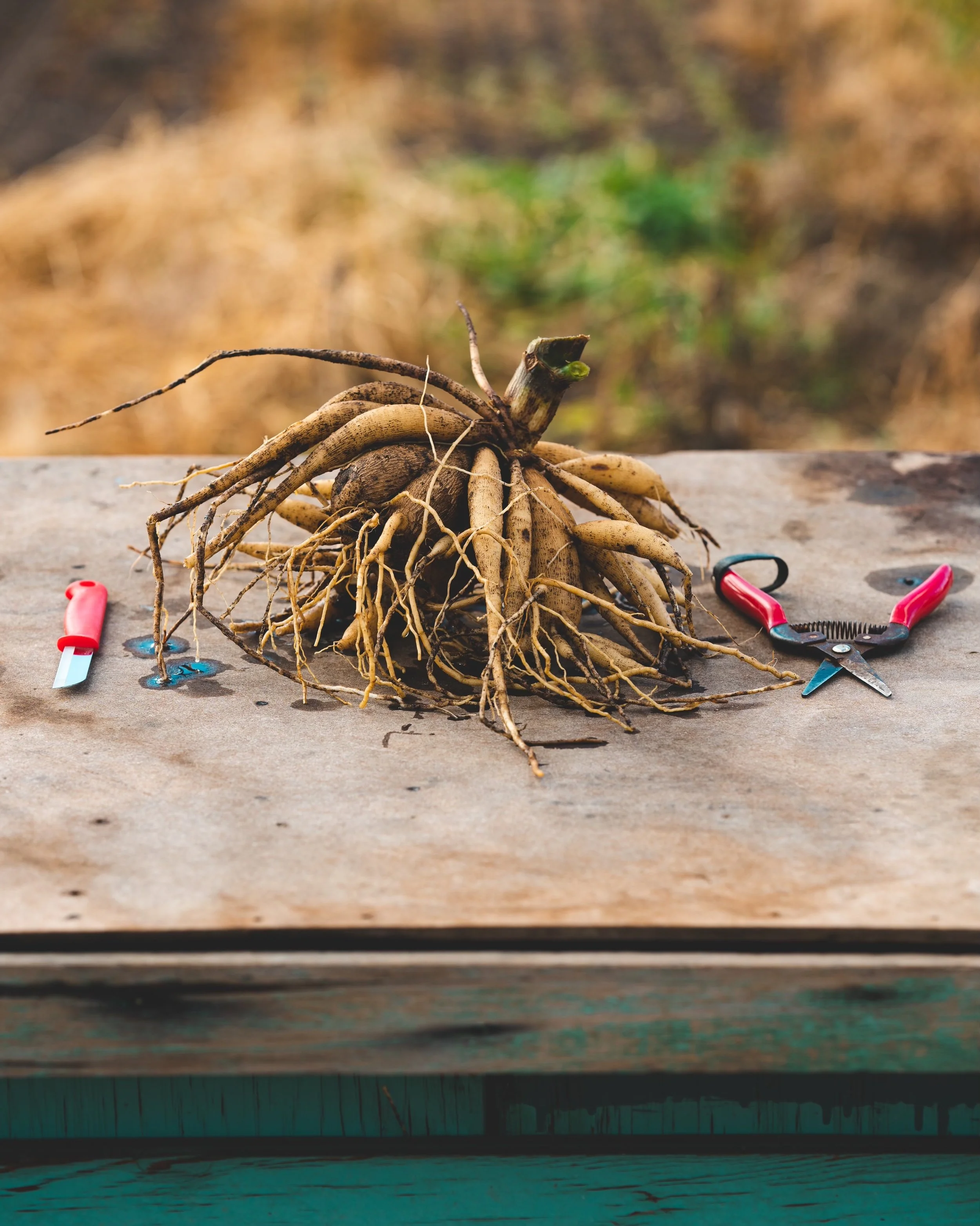 How to Divide Dahlias: Simple Steps for Healthier Tubers and More ...