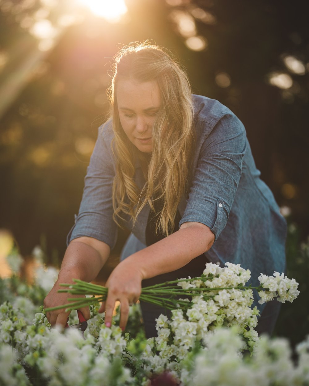 How to Grow Snapdragons for Cut Flower Production: Tips, Tricks, and ...