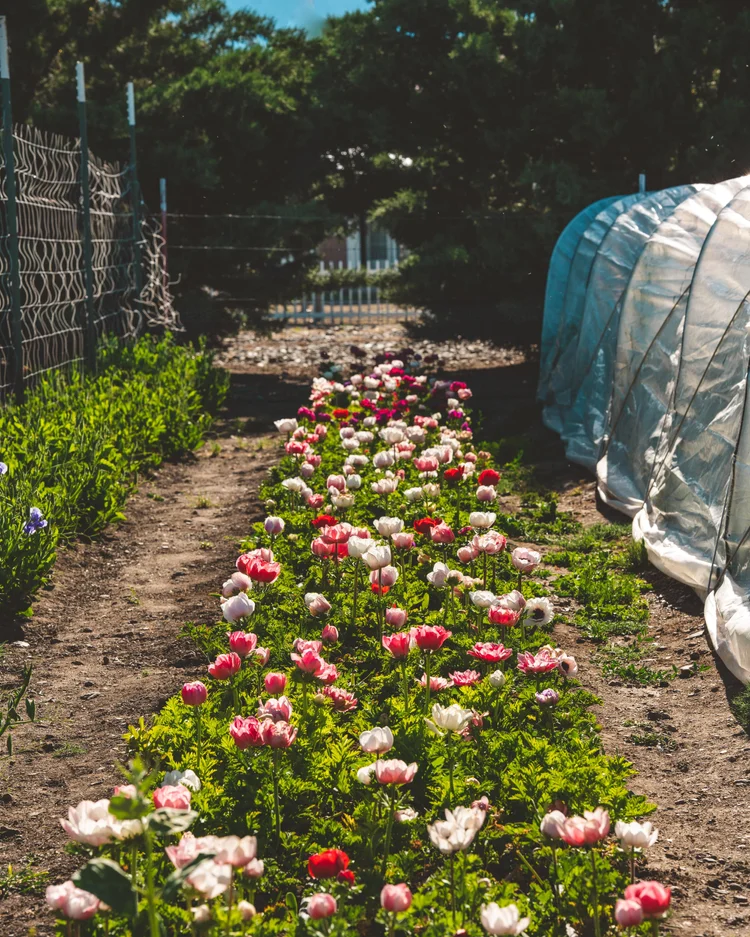 Anemone Growing Guide: Tips for Vibrant Spring Blooms — Sierra Flower Farm