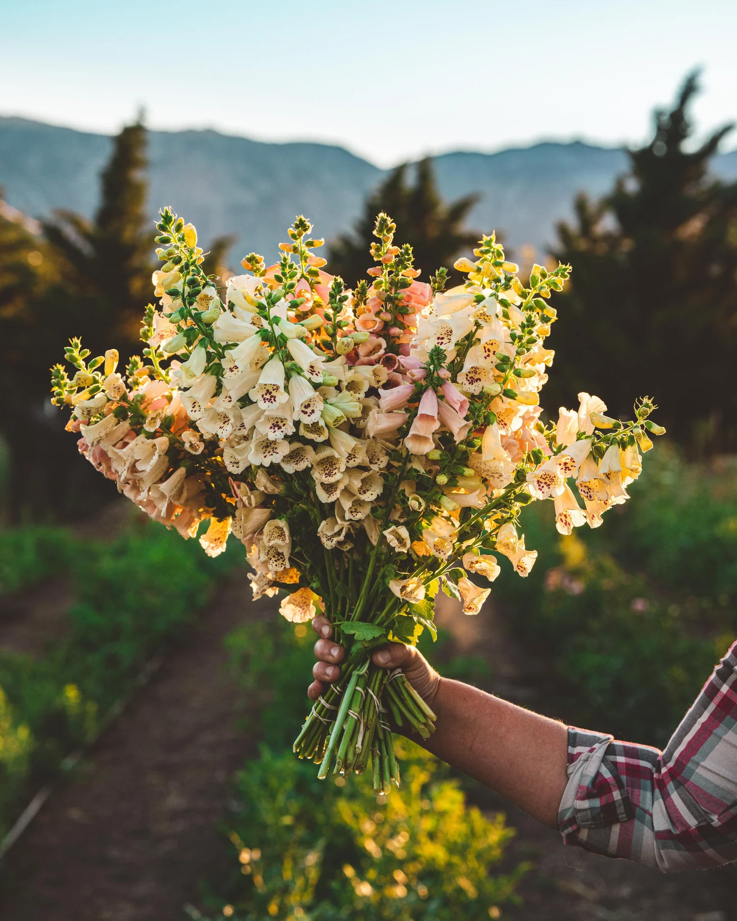 Sierra Flower Farm