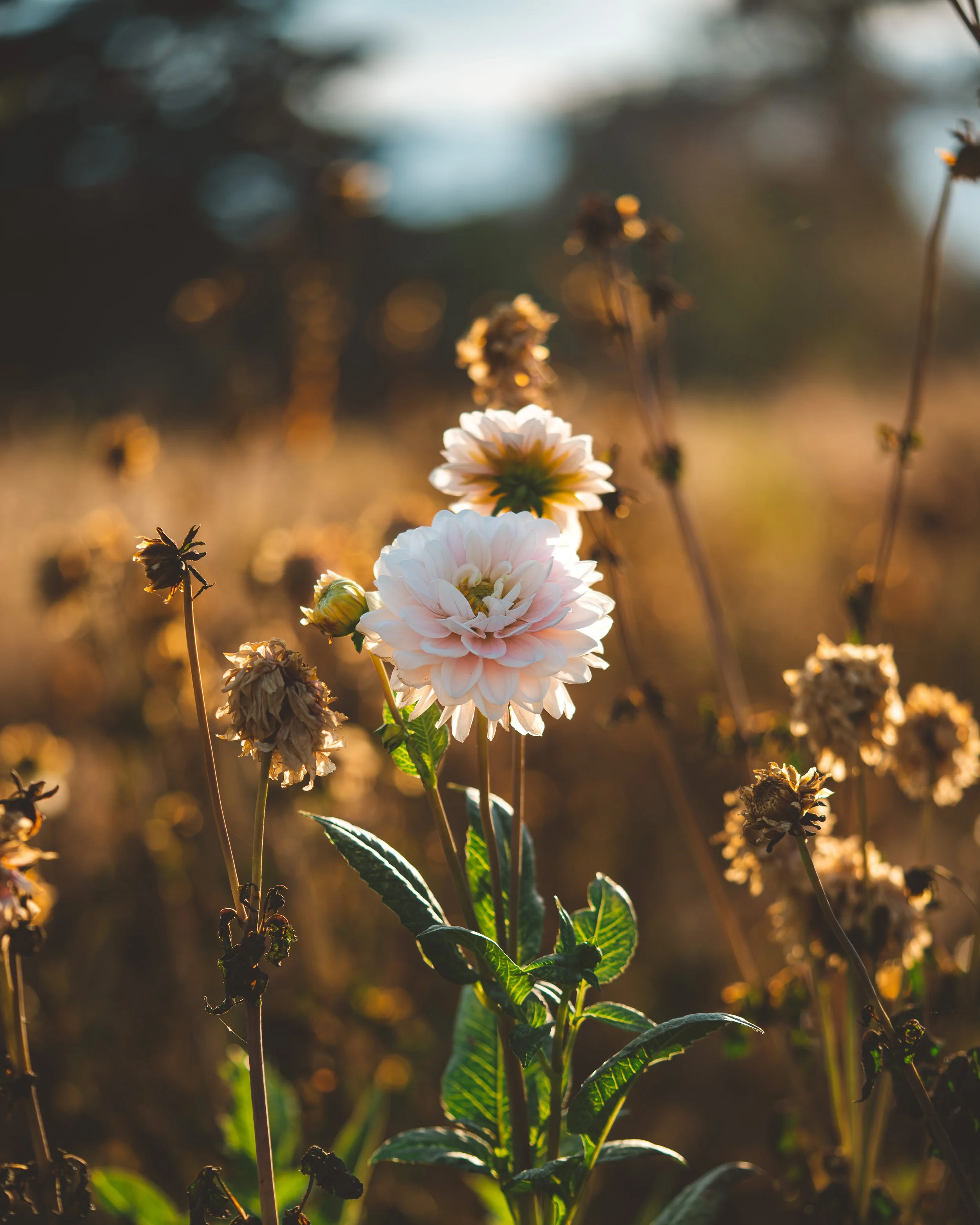 Sierra Flower Farm