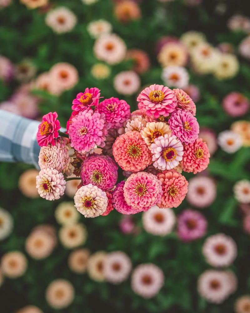 Sierra Flower Farm
