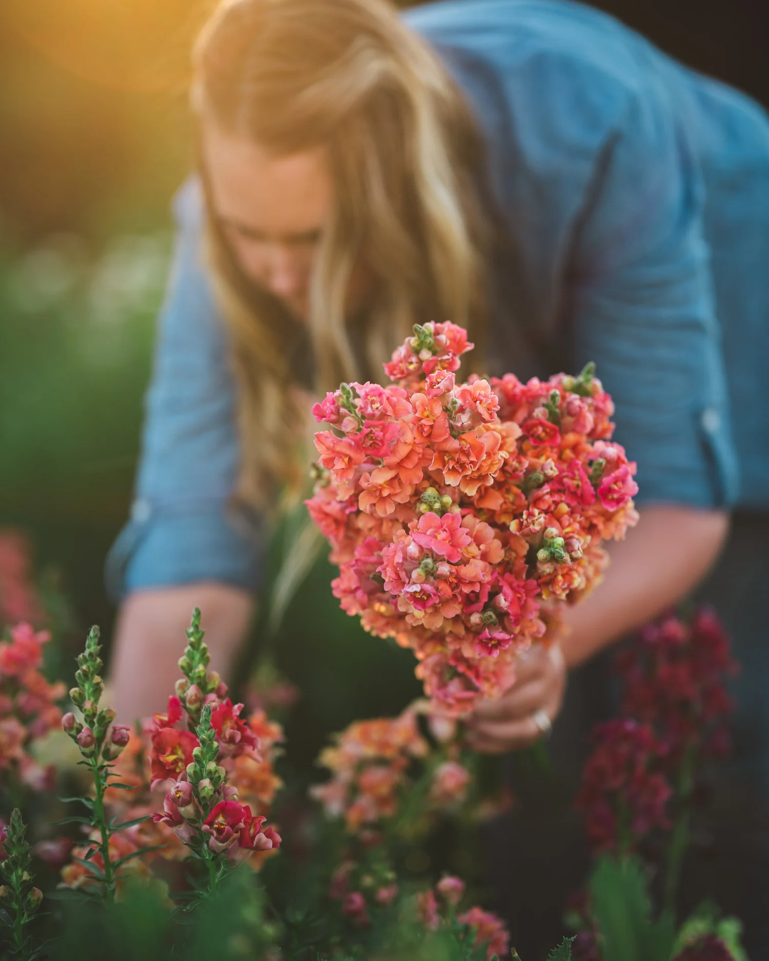 How to Grow Snapdragons for Cut Flower Production: Tips, Tricks, and ...