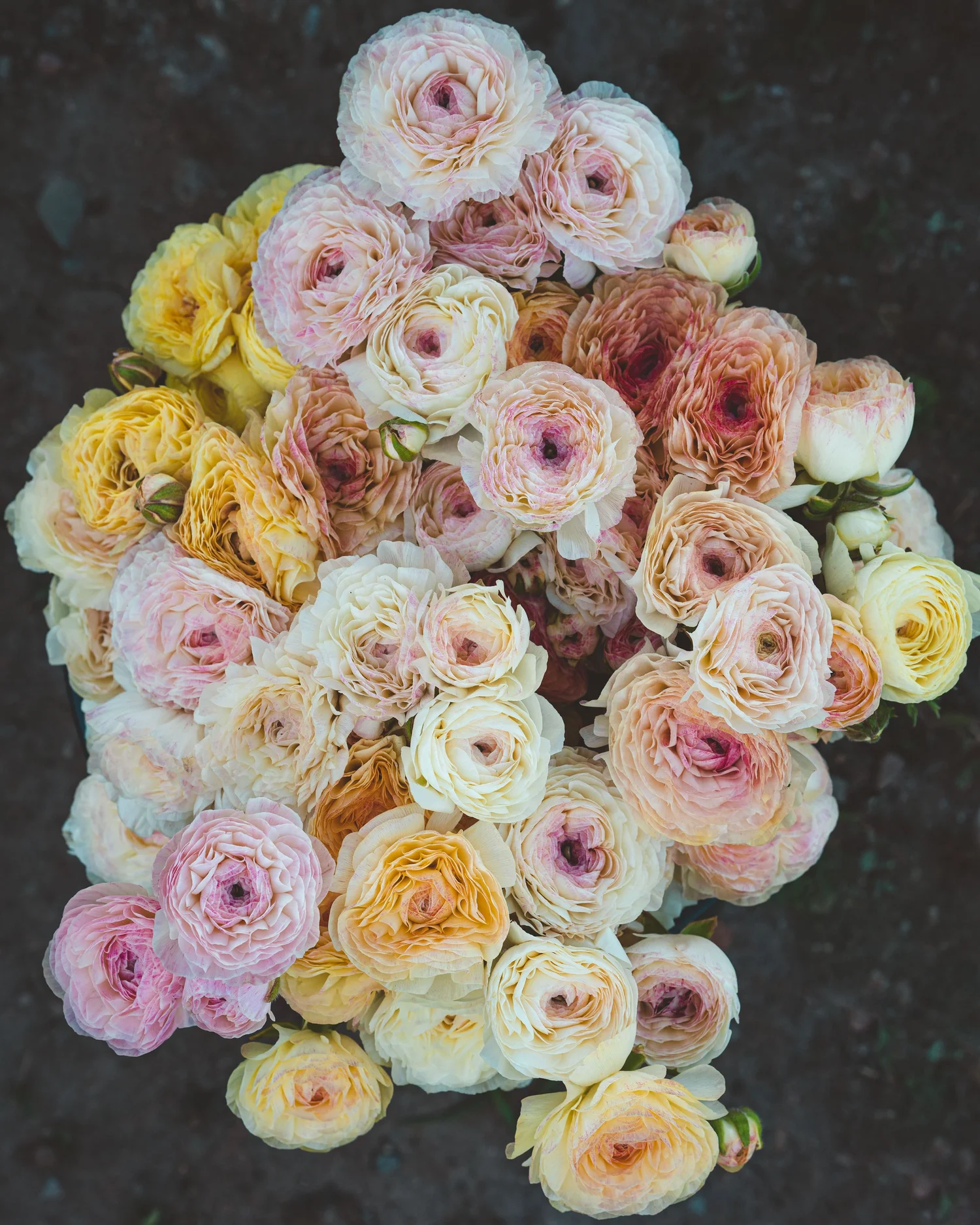 Maximizing Flower Farming with Season Extension: Low Tunnels, Shade ...