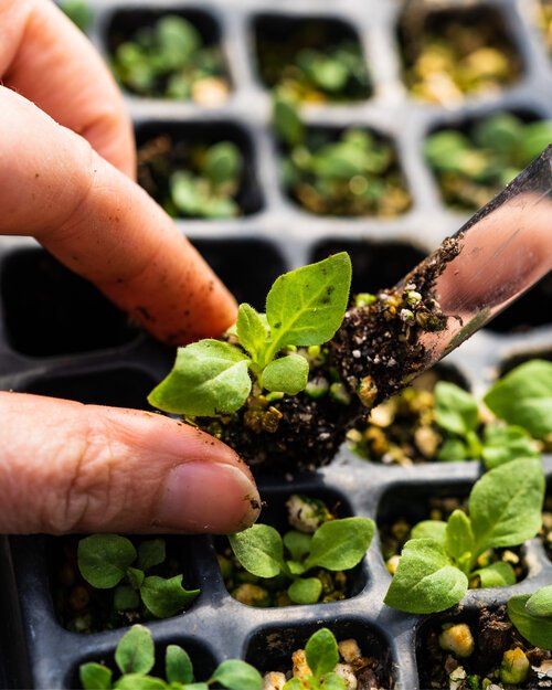 The Complete Guide to Transplanting Seedlings: Tips for Success ...