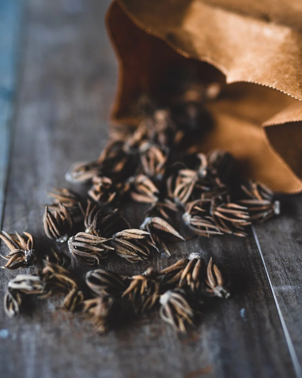 Ranunculus Growing Guide: From Corm to Bloom — Sierra Flower Farm