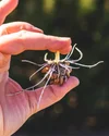 How to Pre-Sprout Ranunculus & Anemone Corms for a Successful Spring ...