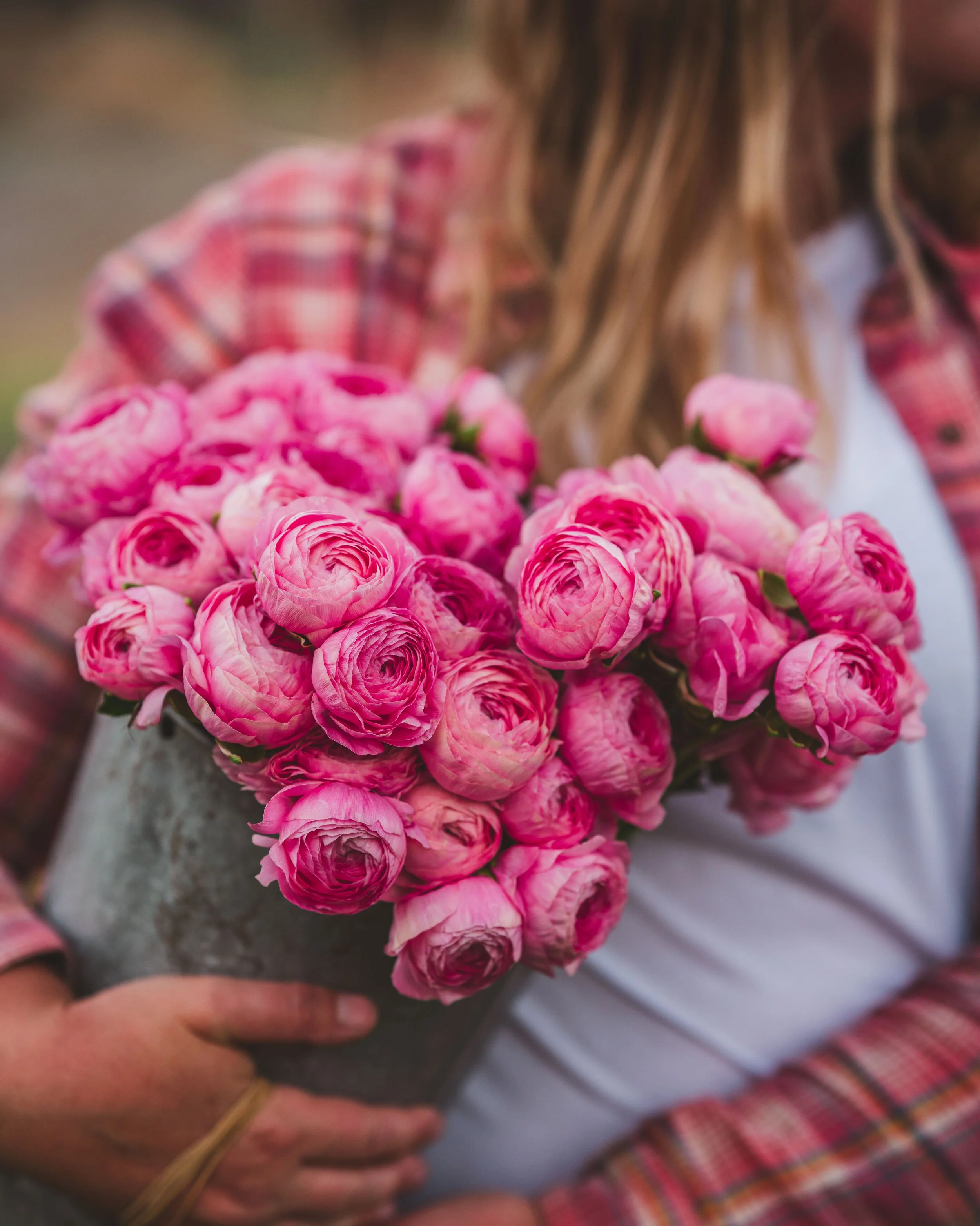 Ranunculus Growing Guide: From Corm to Bloom — Sierra Flower Farm