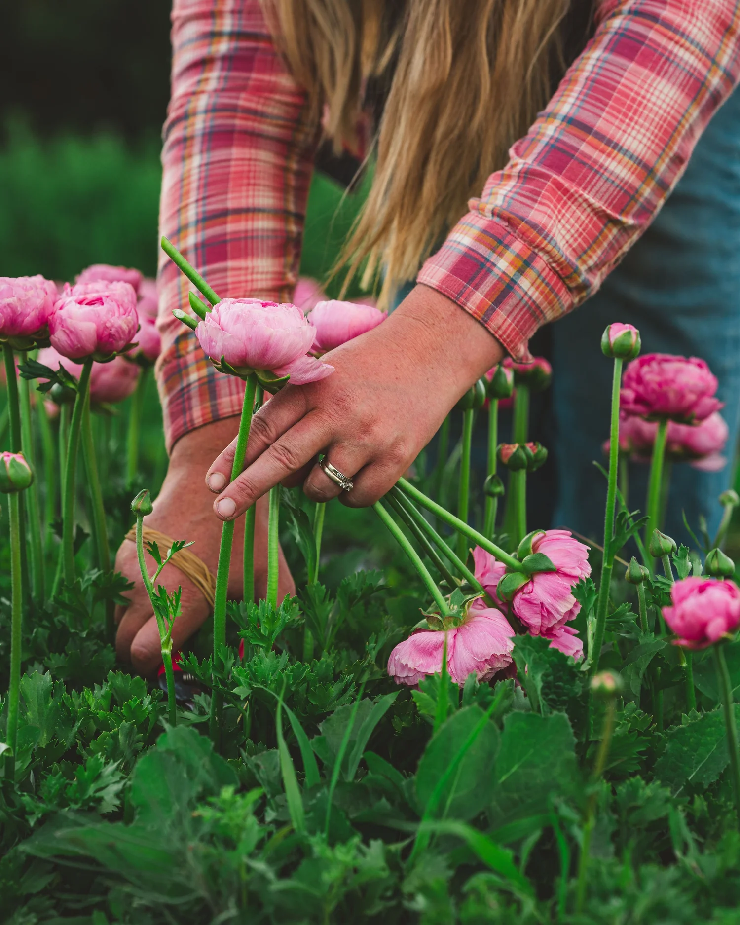 Ranunculus Growing Guide: From Corm to Bloom — Sierra Flower Farm