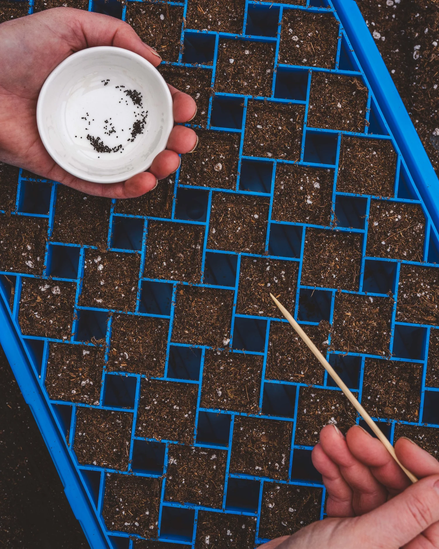 Must-Have Seed Starting Supplies for Flower Farmers: Tools That Last ...