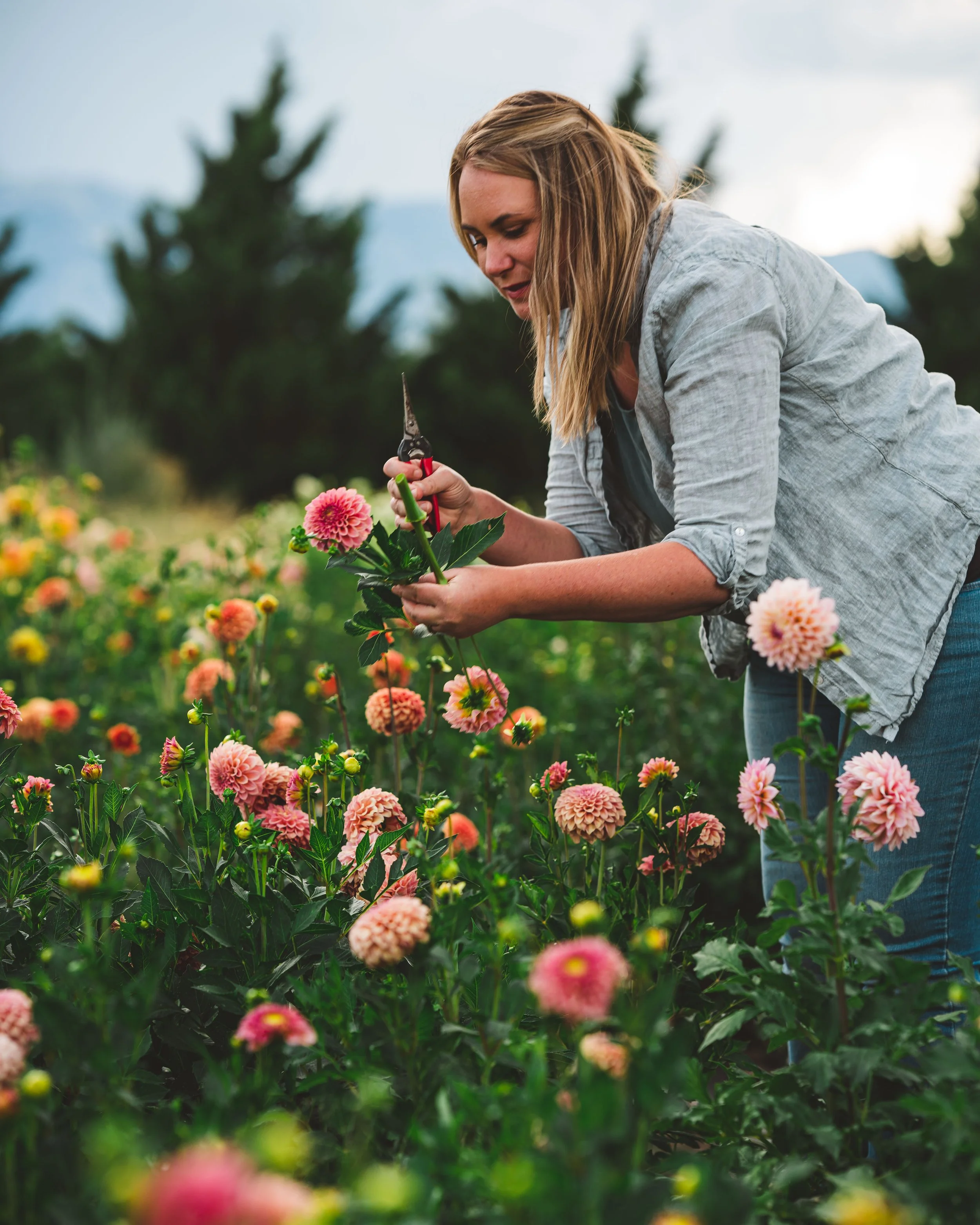 5 Things I Wish I Knew About Starting a Flower Farming Business ...