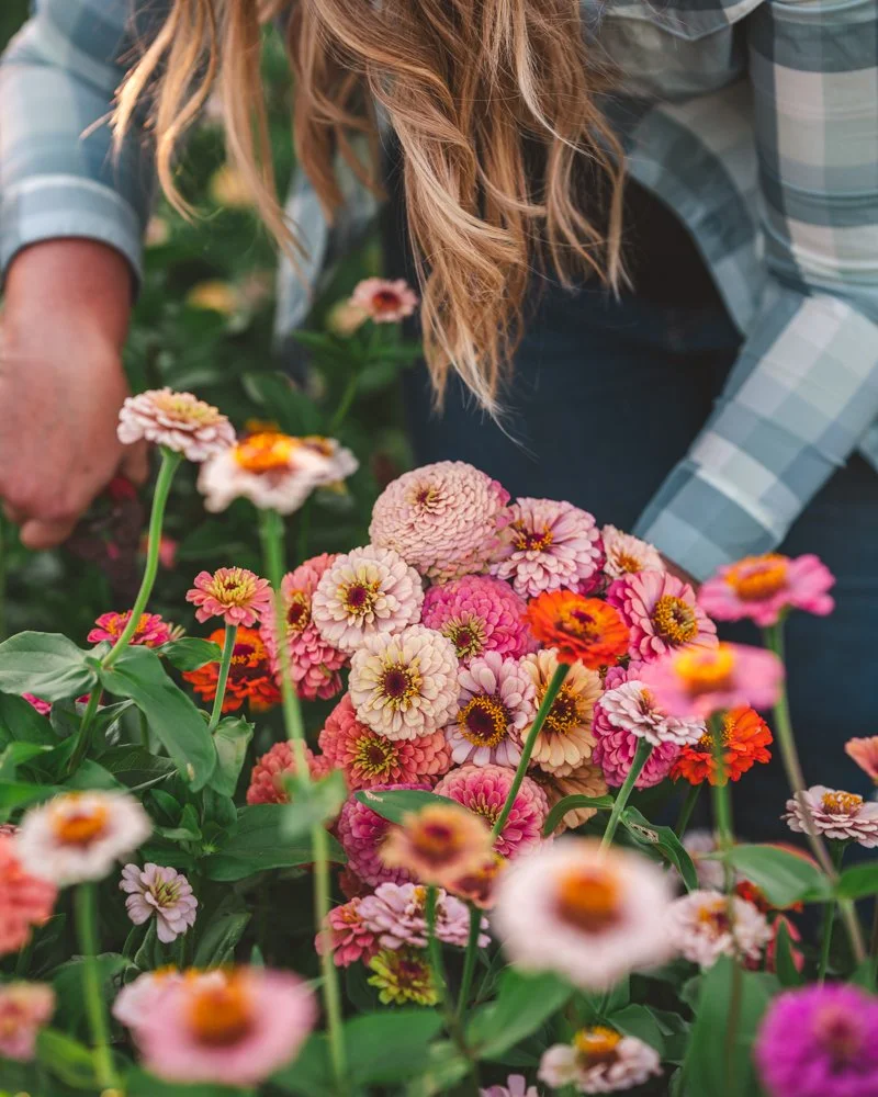Flower Farming Basics — Sierra Flower Farm