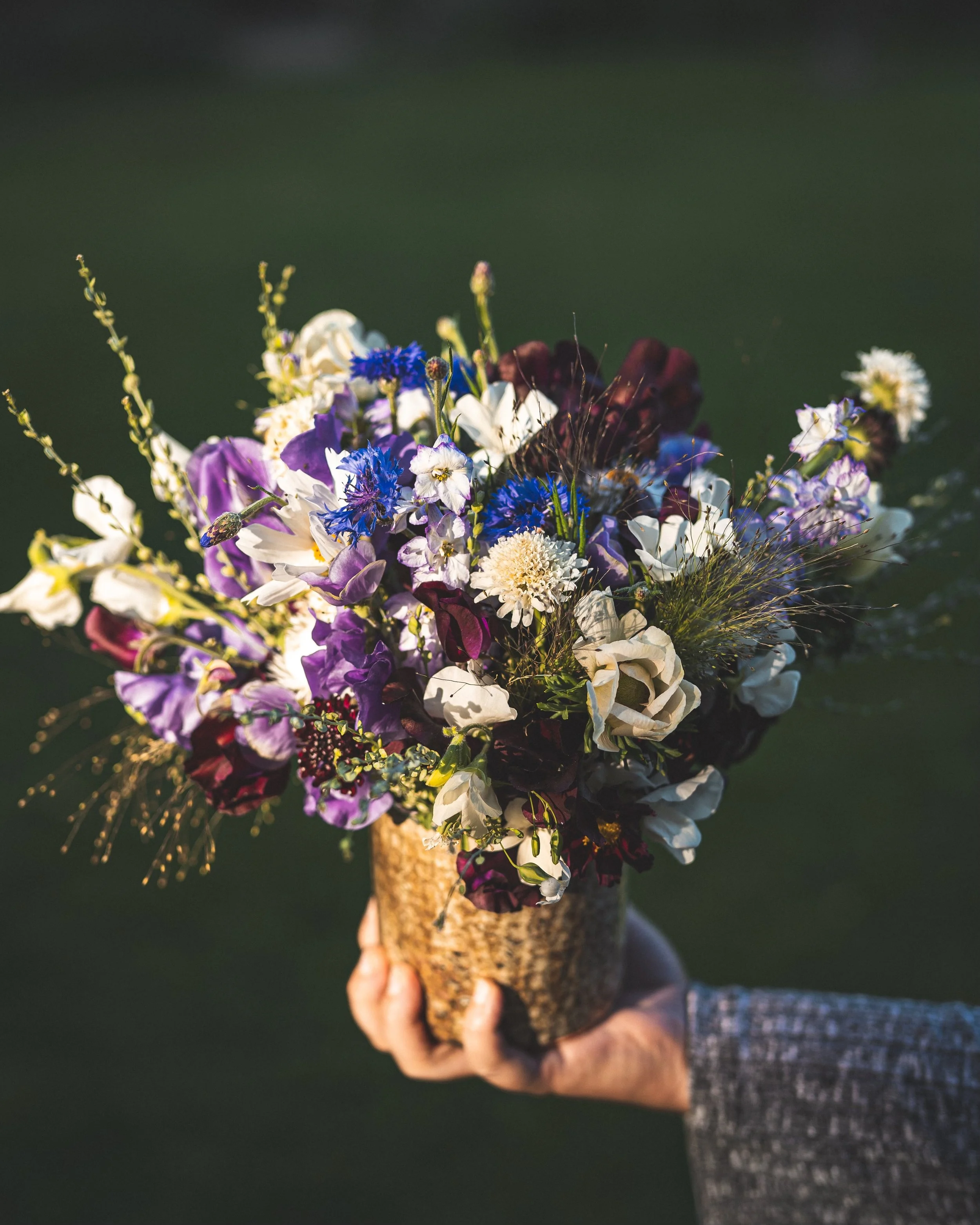 Anemone Growing Guide: Tips for Vibrant Spring Blooms — Sierra Flower Farm